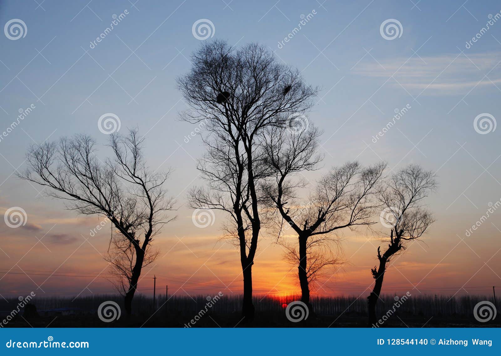 In the Evening, the Tree Silhouette Stock Photo - Image of color ...