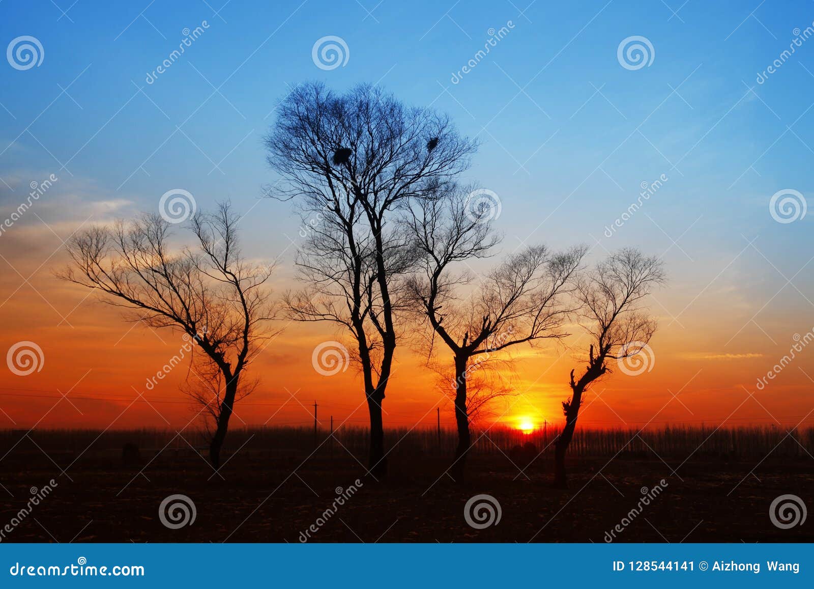 In the Evening, the Tree Silhouette Stock Image - Image of sundown ...