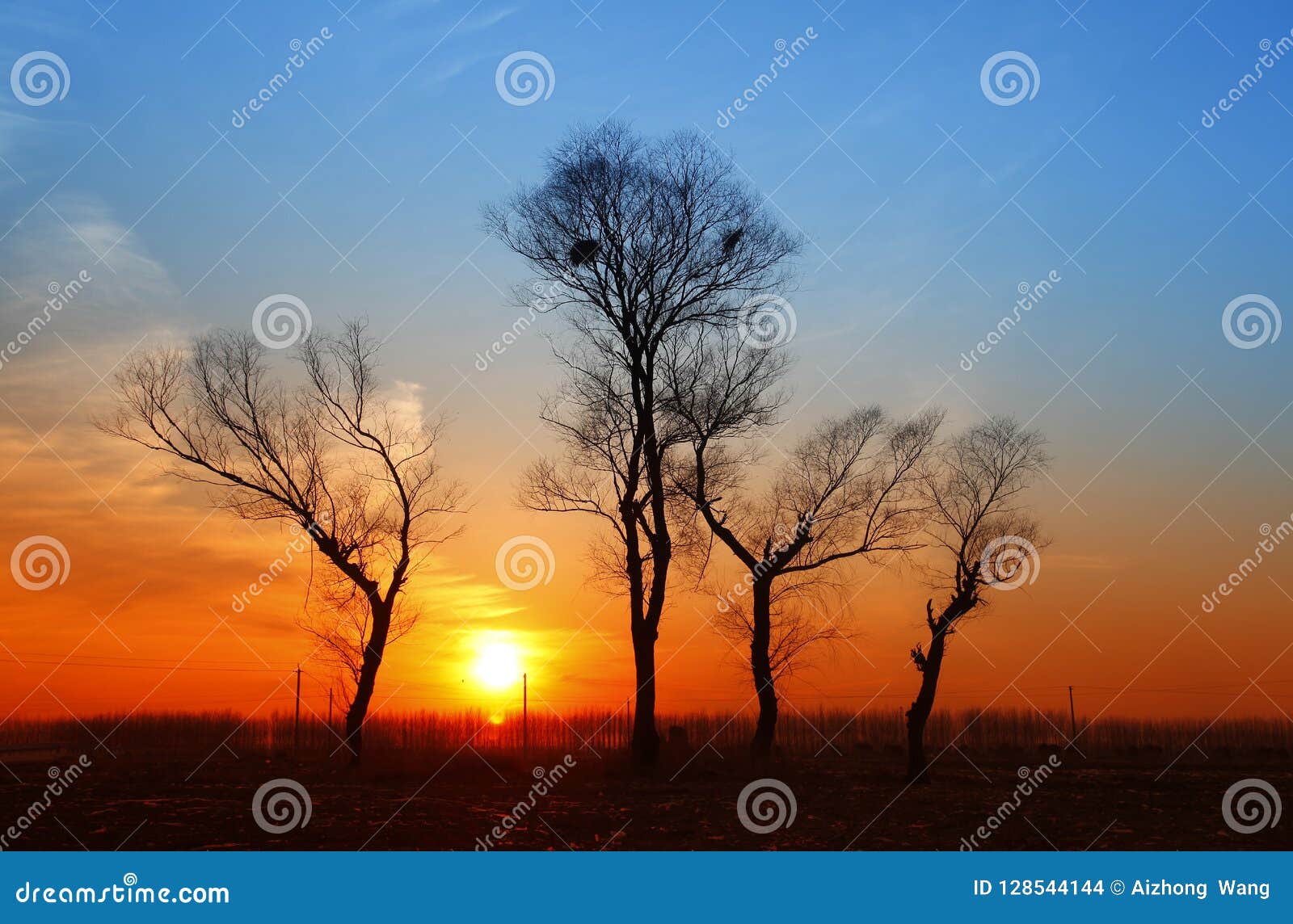 In the Evening, the Tree Silhouette, Stock Photo - Image of skyline ...