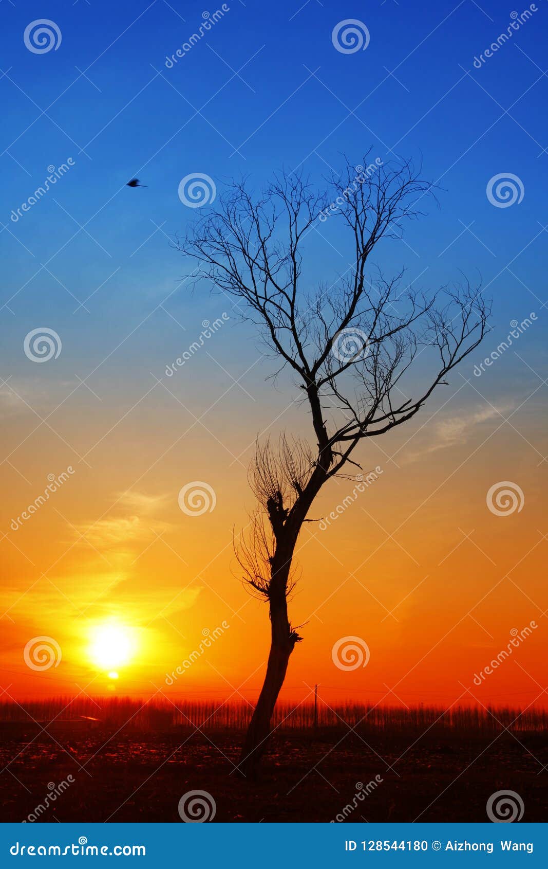 In the Evening, the Tree Silhouette Stock Photo - Image of dawn, dusk ...