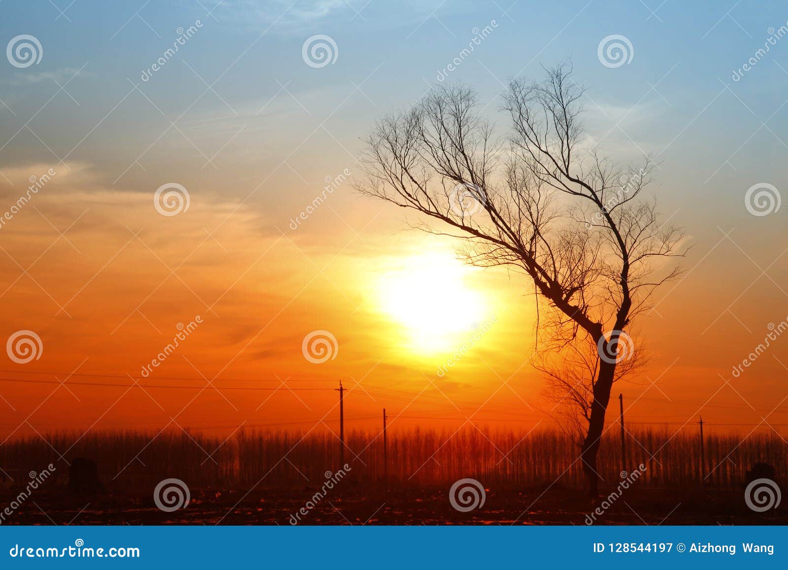 In the Evening, the Tree Silhouette, Stock Image - Image of landscape ...