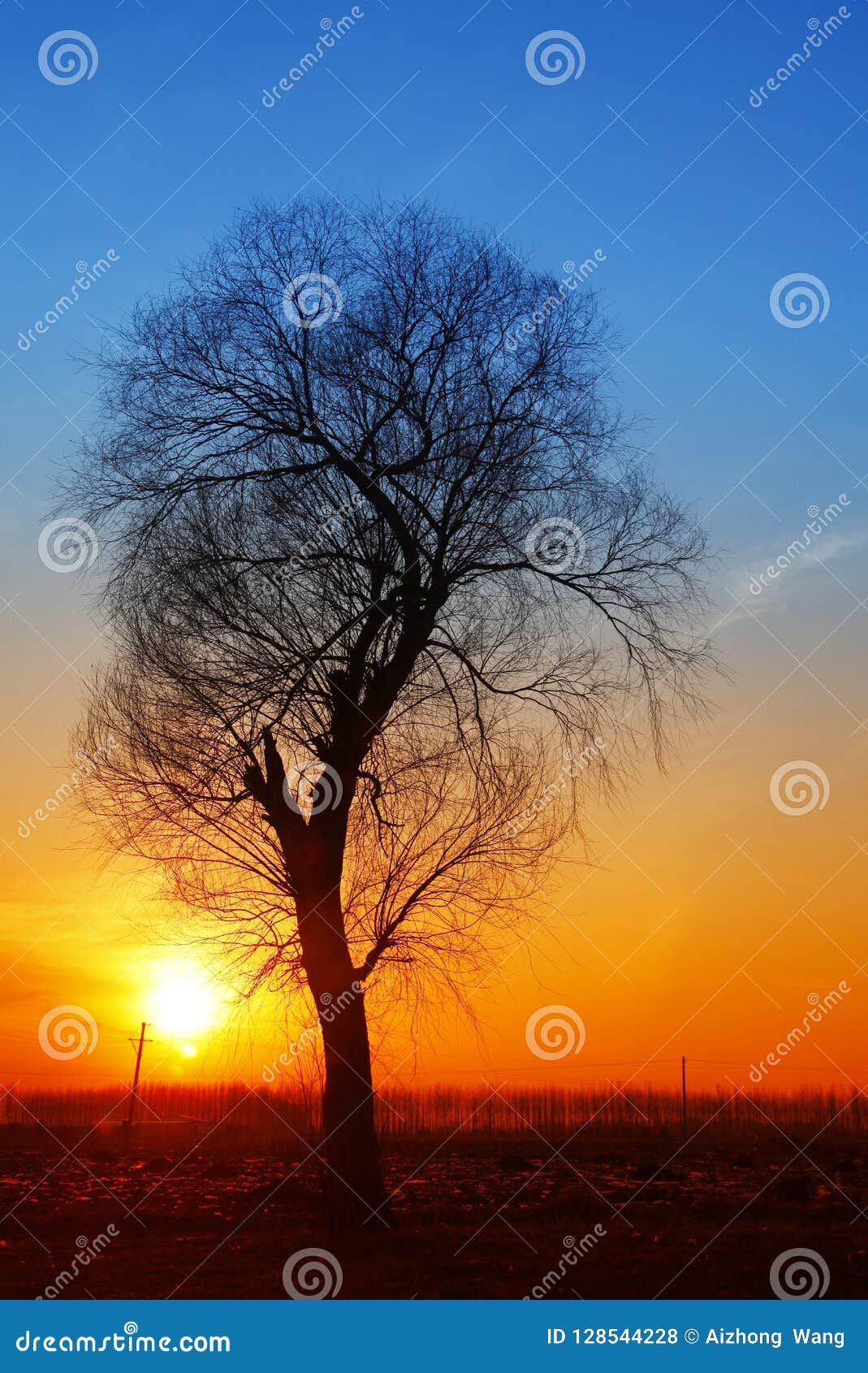 In the Evening, the Tree Silhouette, Stock Photo - Image of dawn ...