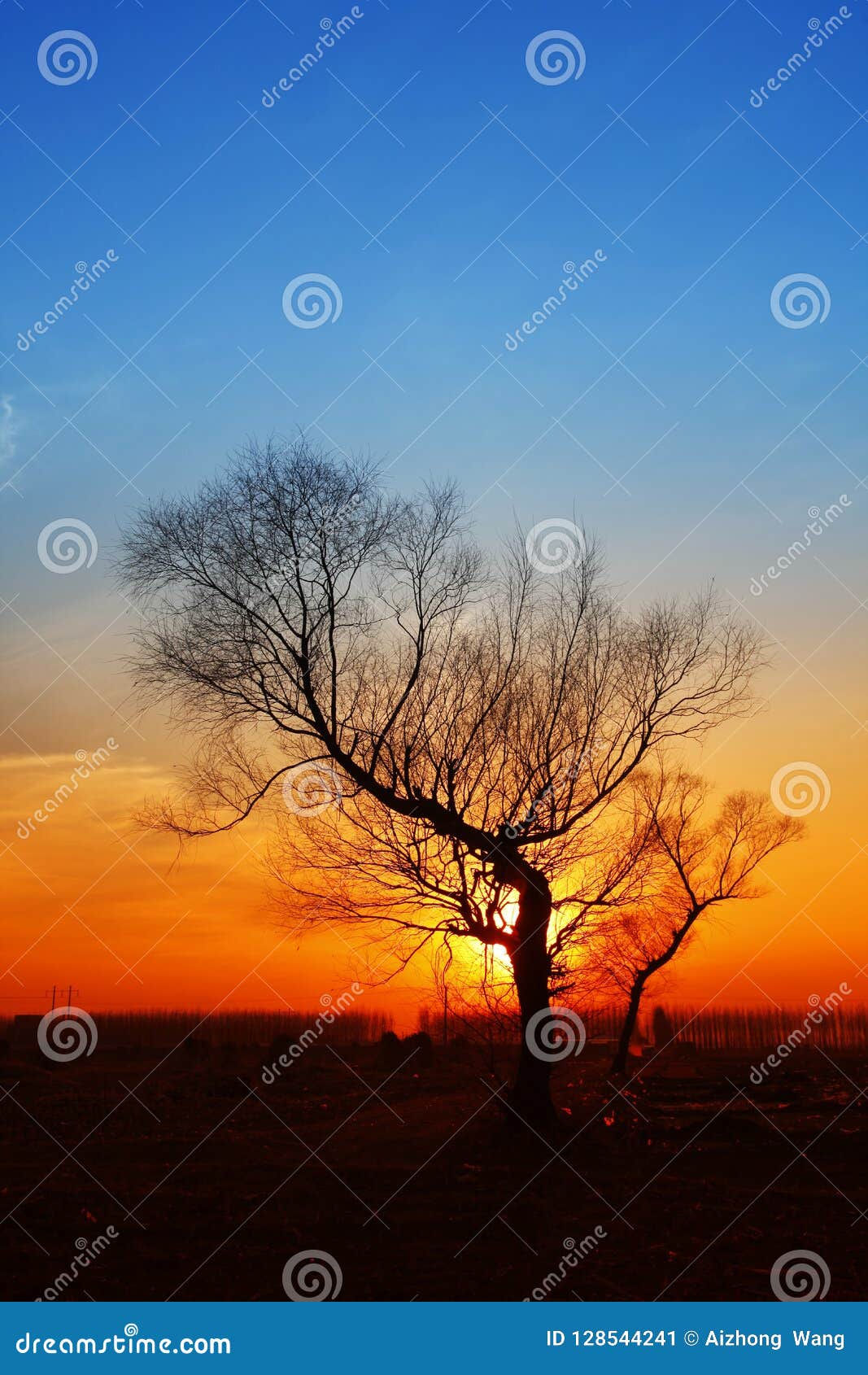 In the Evening, the Tree Silhouette, Stock Image - Image of blue ...