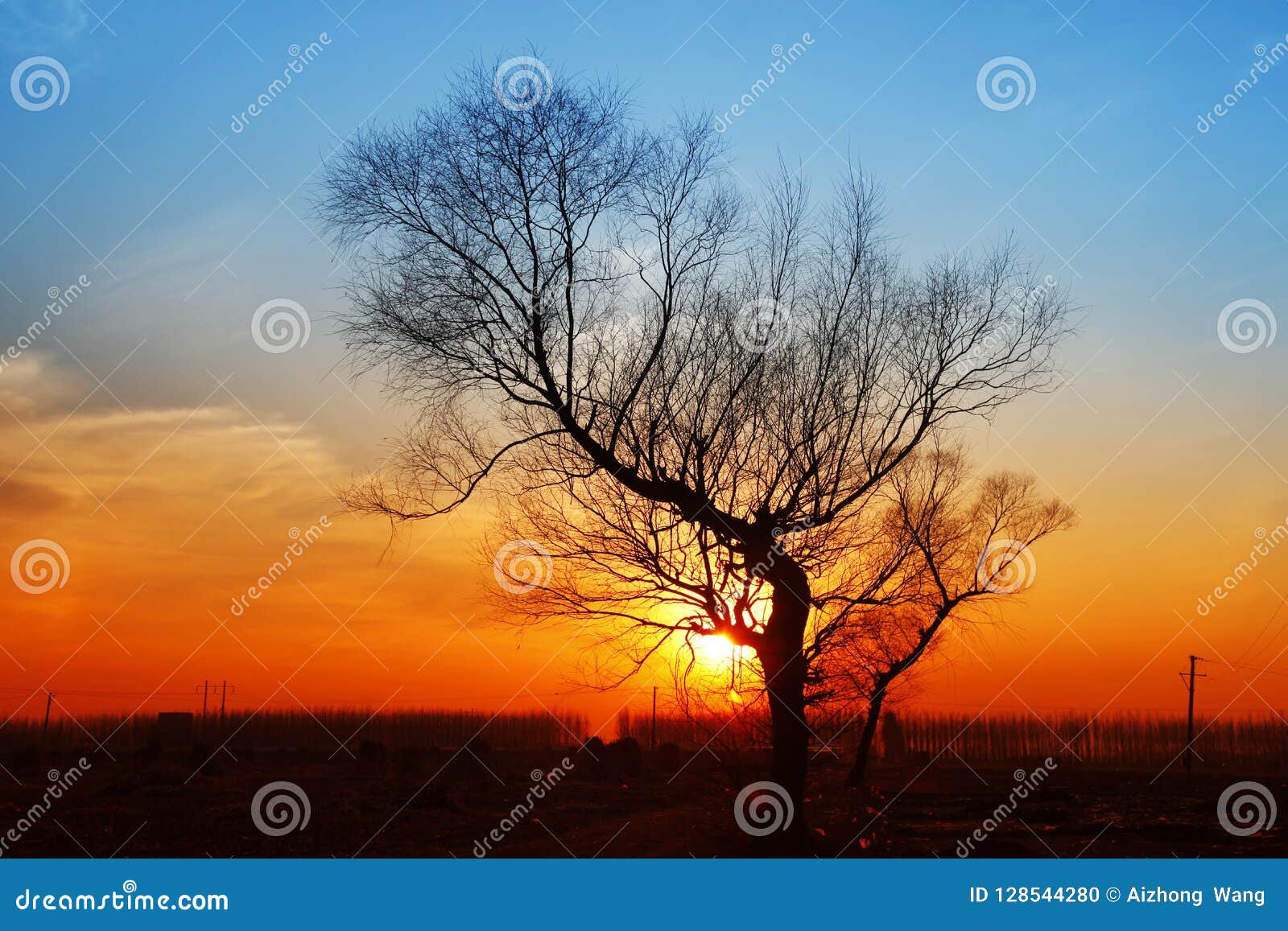 In the Evening, the Tree Silhouette, Stock Photo - Image of sundown ...
