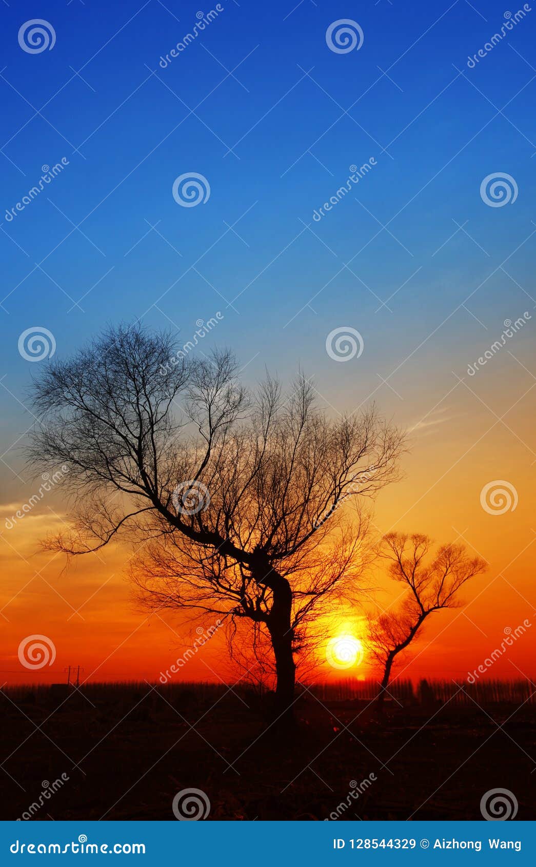 The Evening Sky And Tree And Birds Stock Photography | CartoonDealer ...