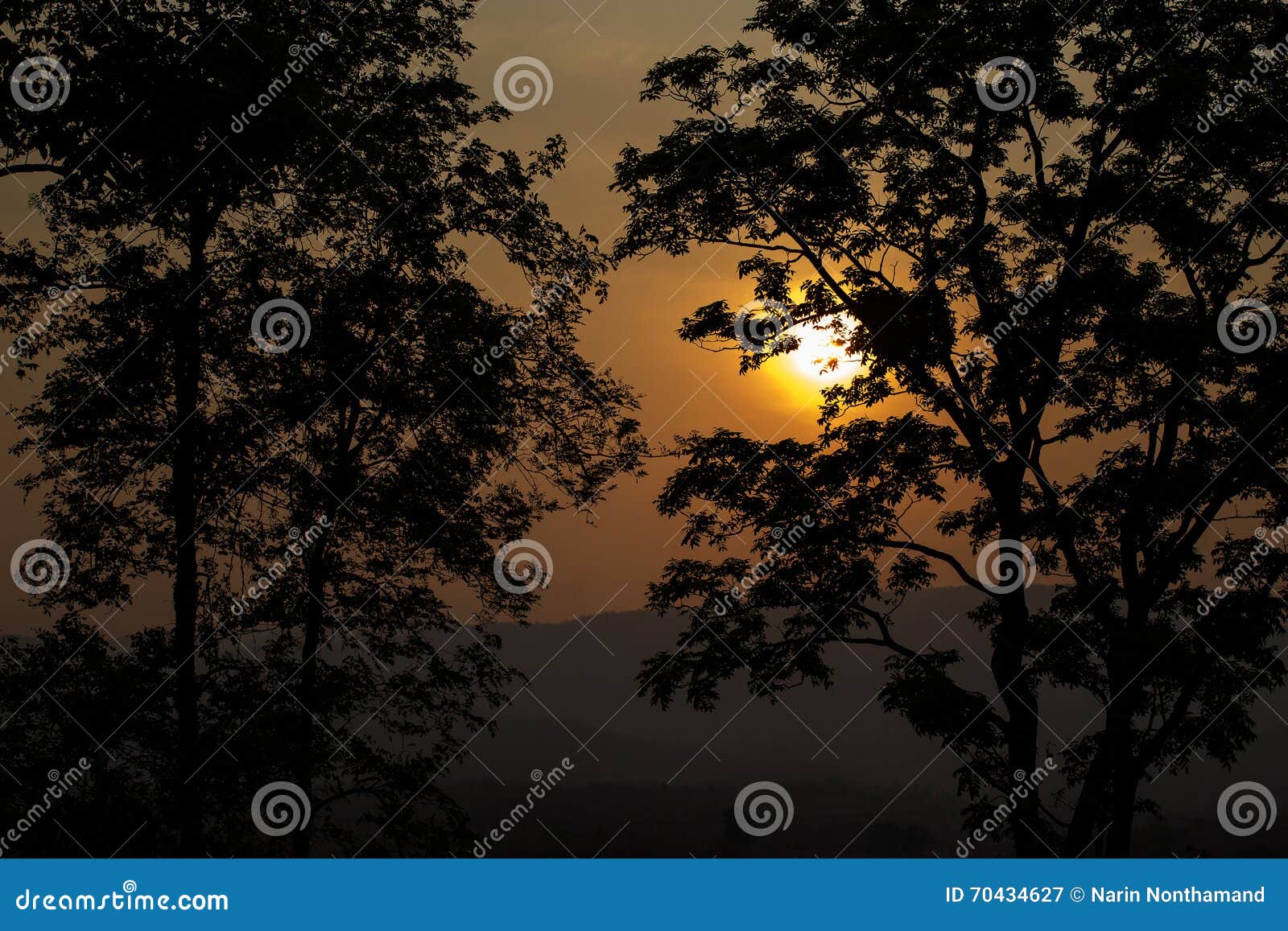 In the Evening, the Tree Silhouette, Very Beautiful Stock Image - Image ...