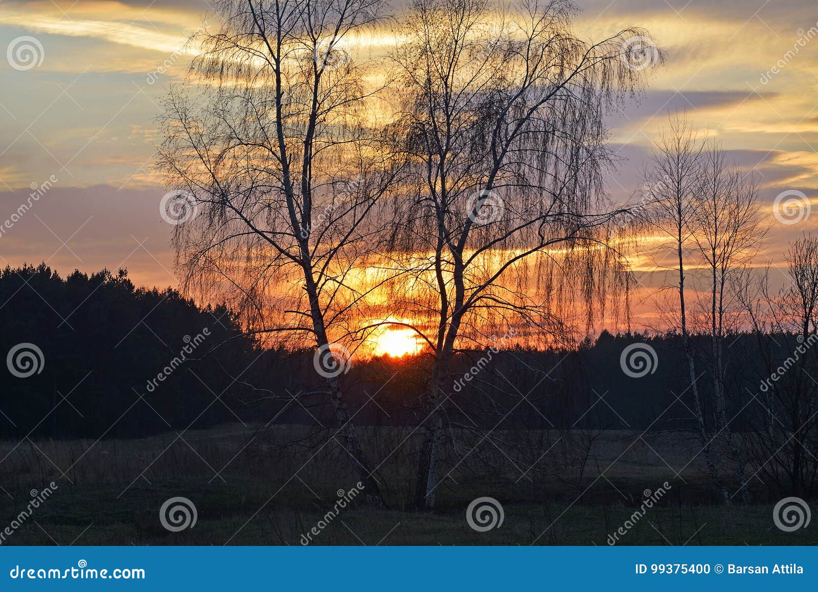 The Evening, the Tree Silhouette, Very Beautiful Stock Photo - Image of ...