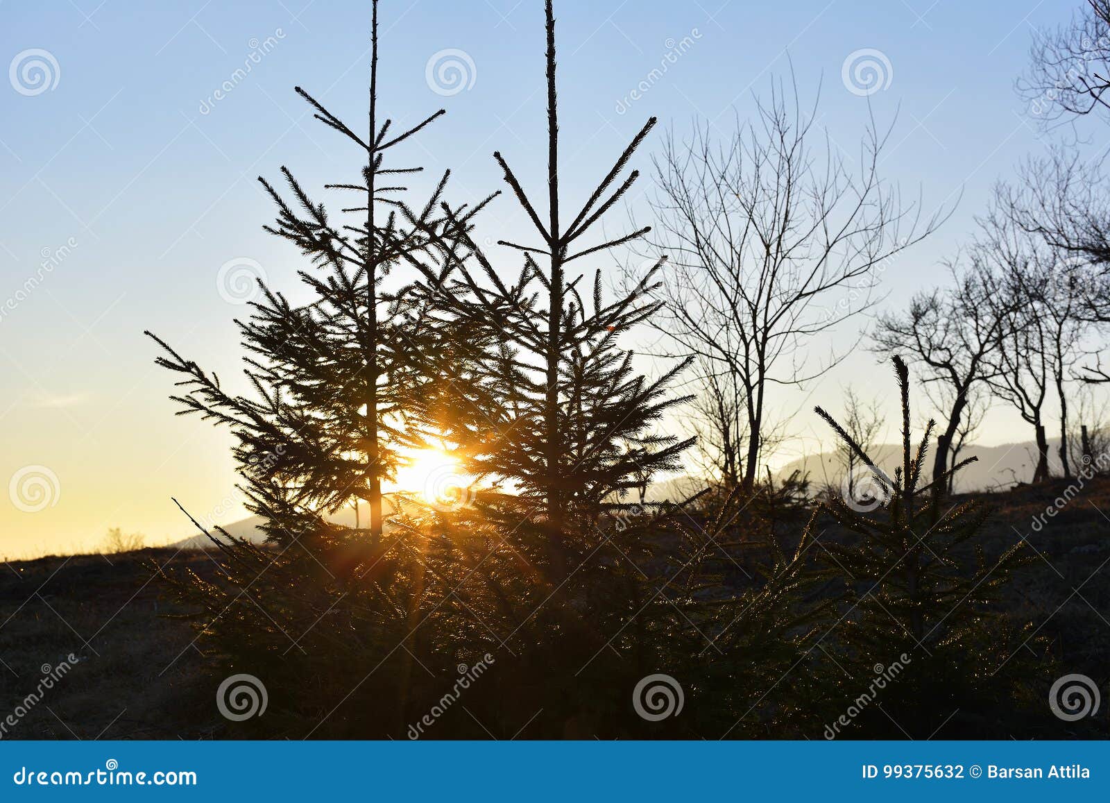 The Evening, the Tree Silhouette, Very Beautiful Stock Photo - Image of ...