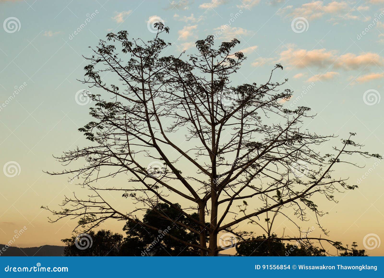 Evening tree stock photo. Image of tree, time, love, cloud - 91556854