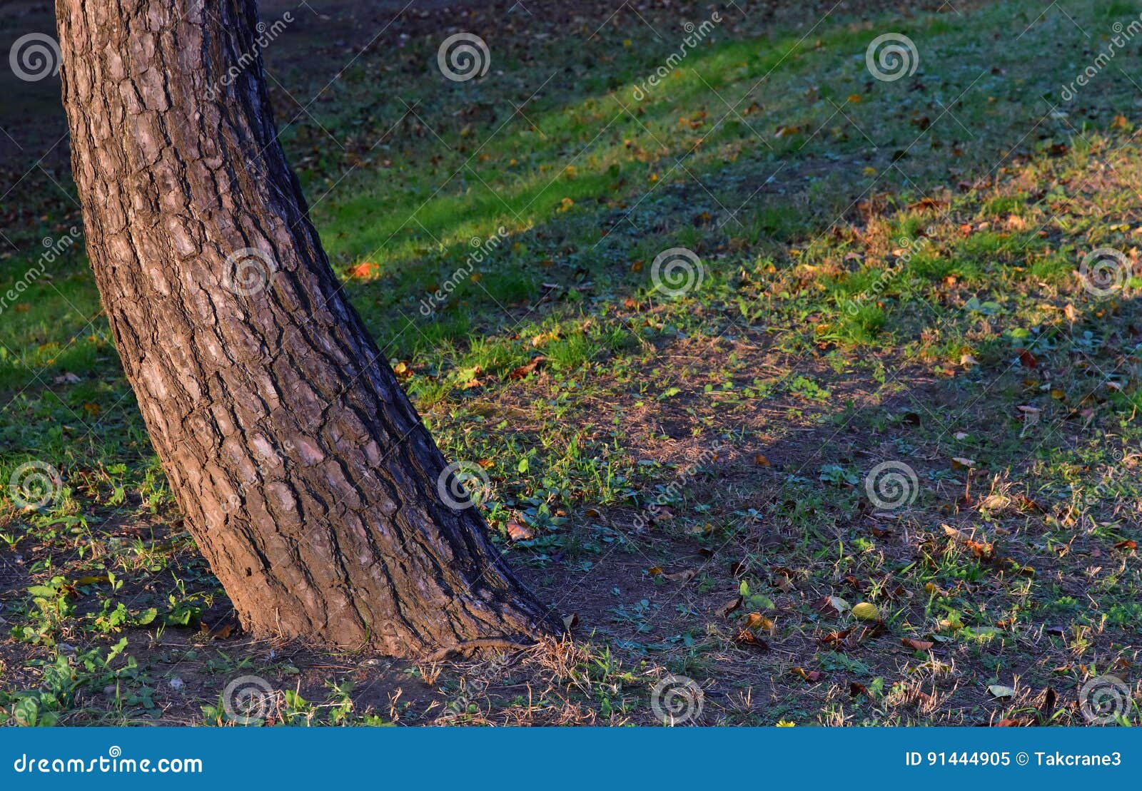 Evening Tree and the View of the Ground Stock Image - Image of bridge ...