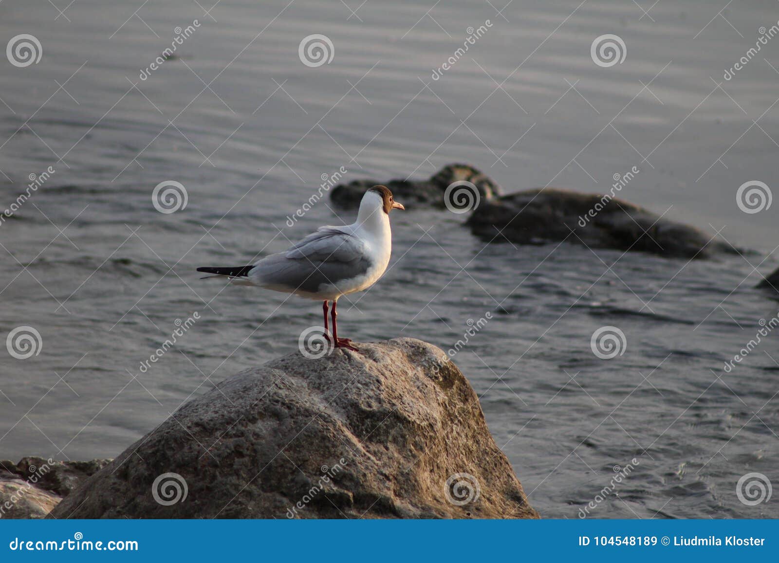 Amazing View of the Windless Smooth Surface of the Lake Stock Image ...