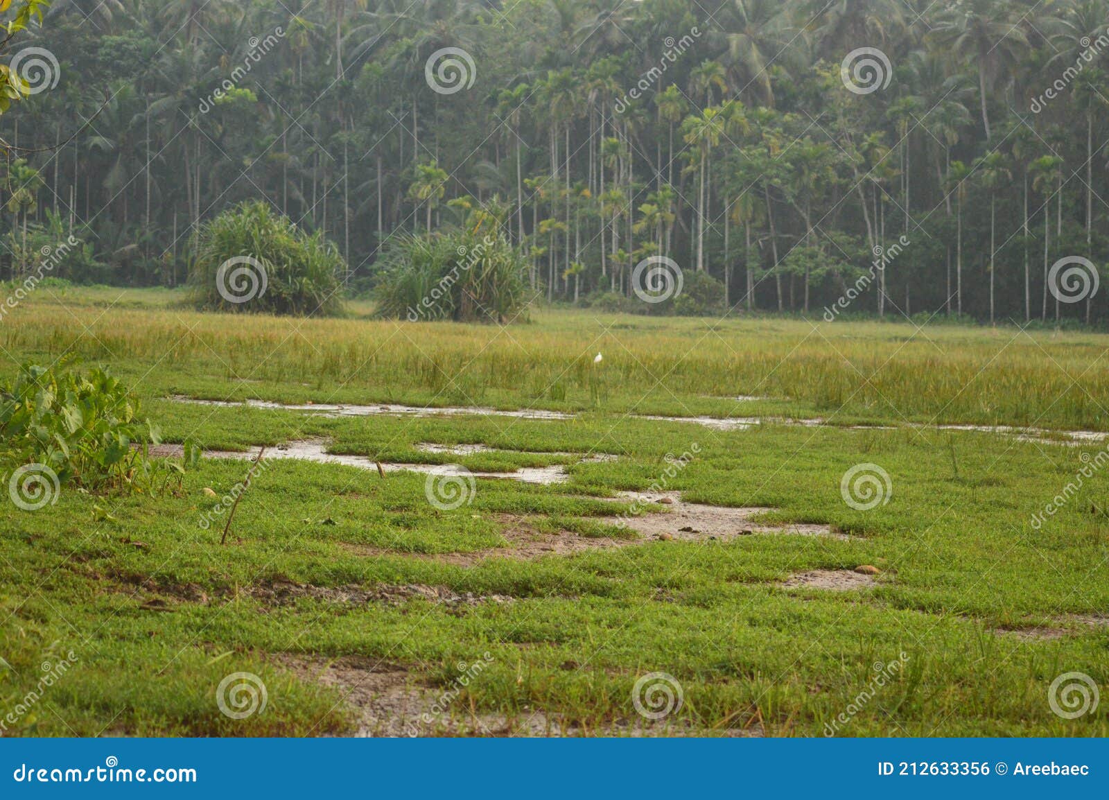 Evening View of Kerala Village Paddy Field Stock Photo - Image of paddy ...