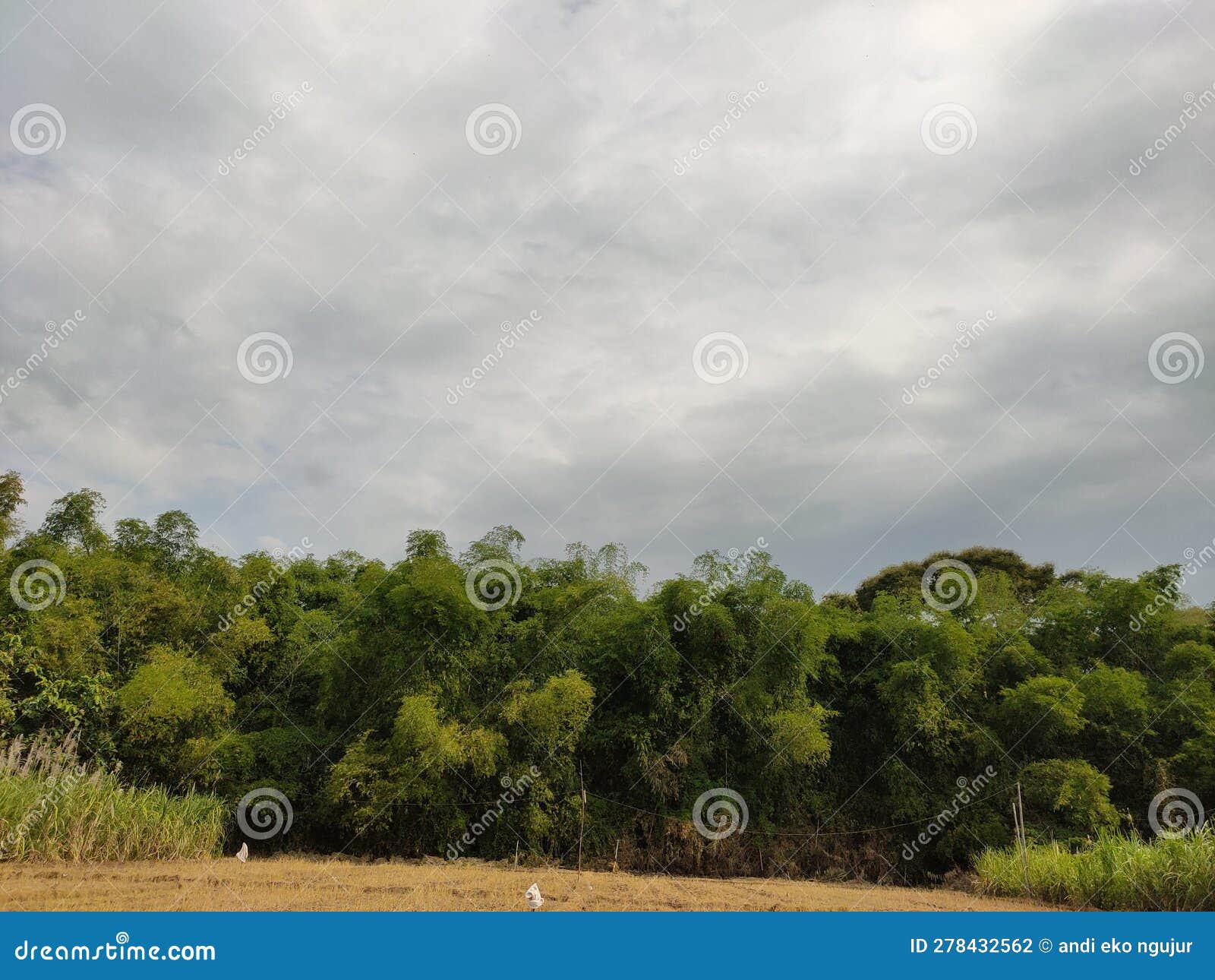 Evening View of Newly Harvested Rice Fields. Rice Fields Surrounded by ...