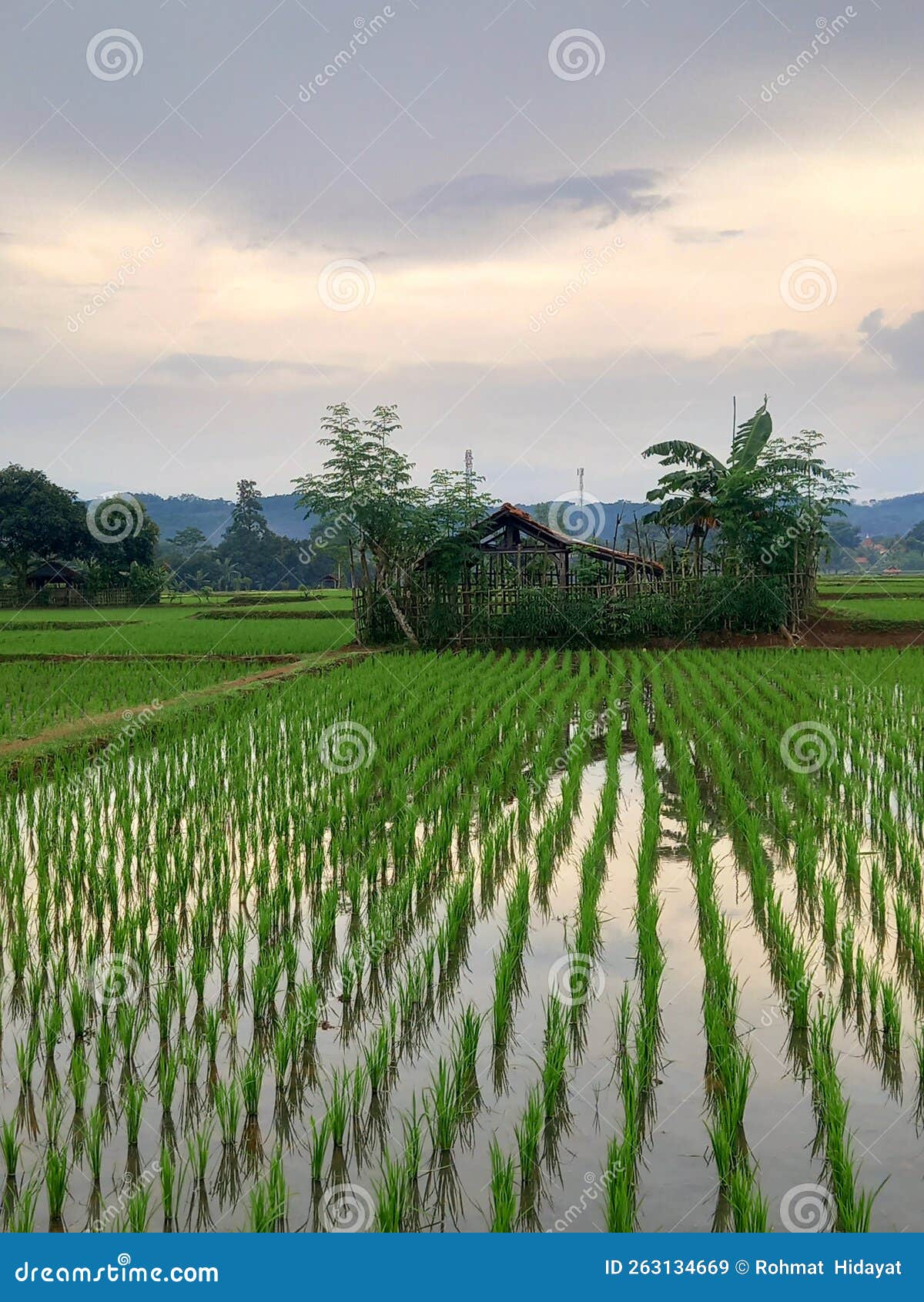 Evening View of a Paddy Field Stock Image - Image of field, paddy ...