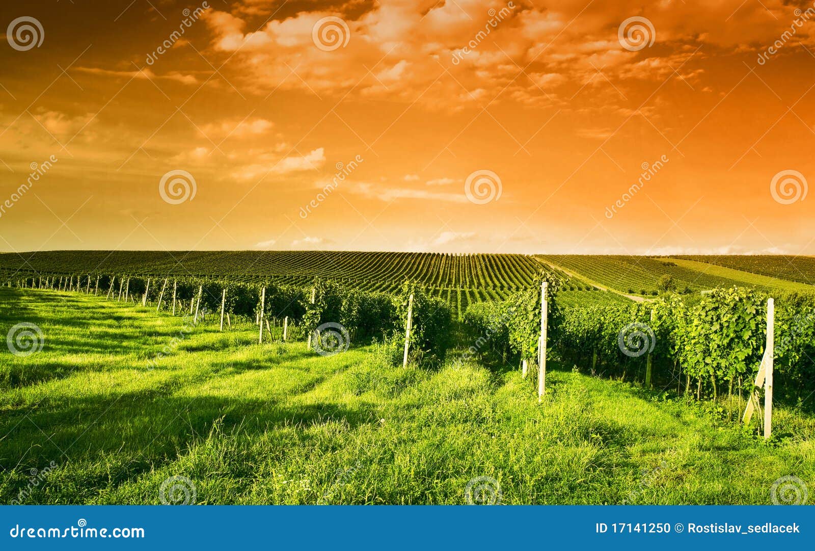 Evening View of the Vineyards Stock Photo - Image of countryside, green ...