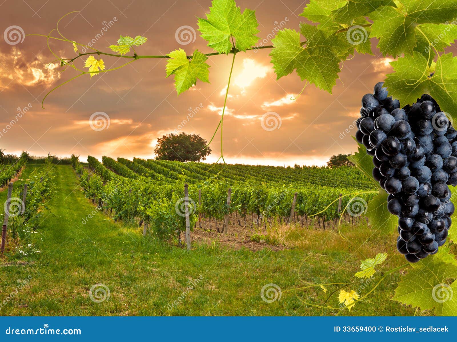 Evening View of the Vineyards Stock Photo - Image of orange, farming ...