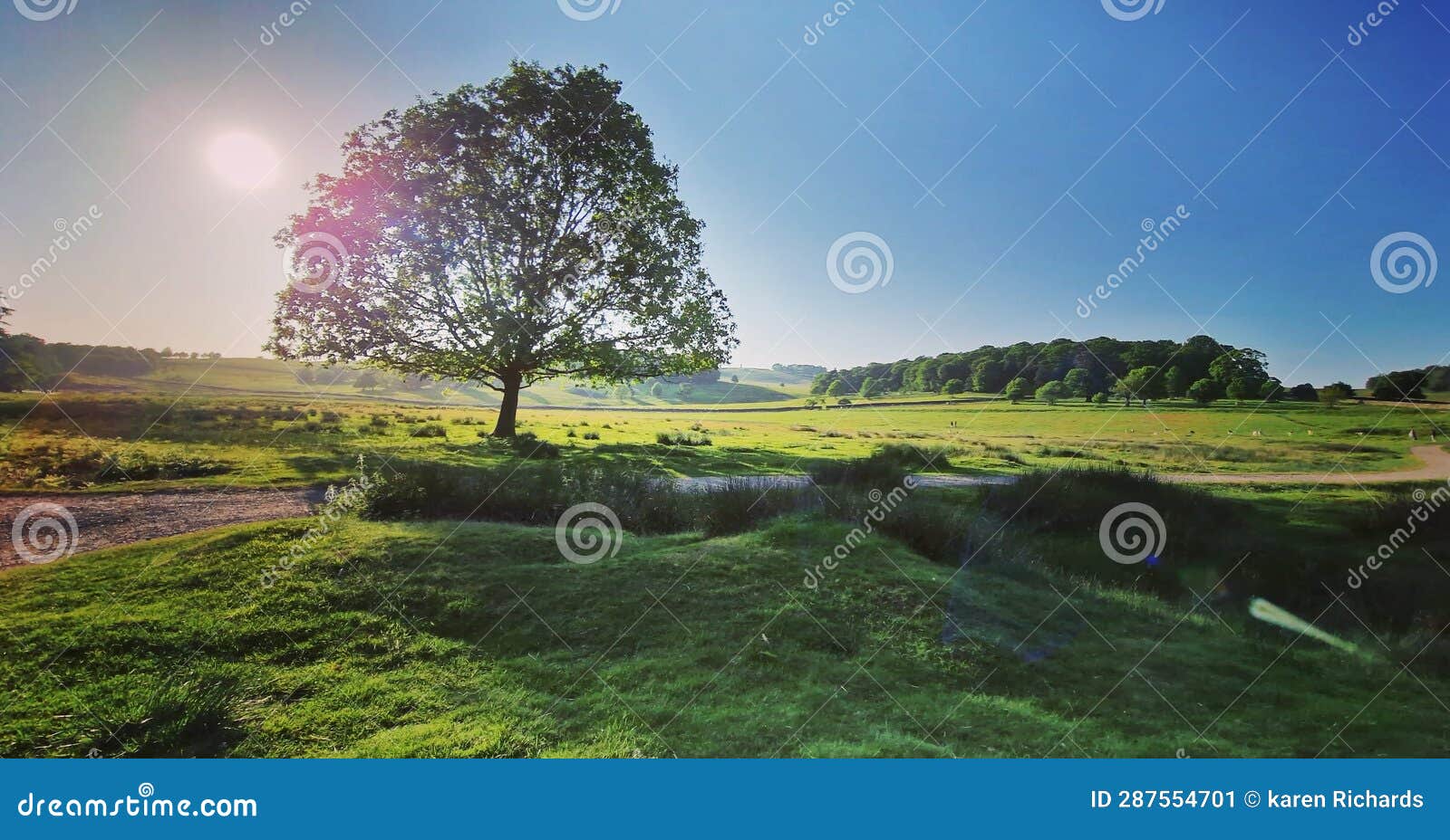 Evening Walk in Nature stock image. Image of lawn, meadow - 287554701