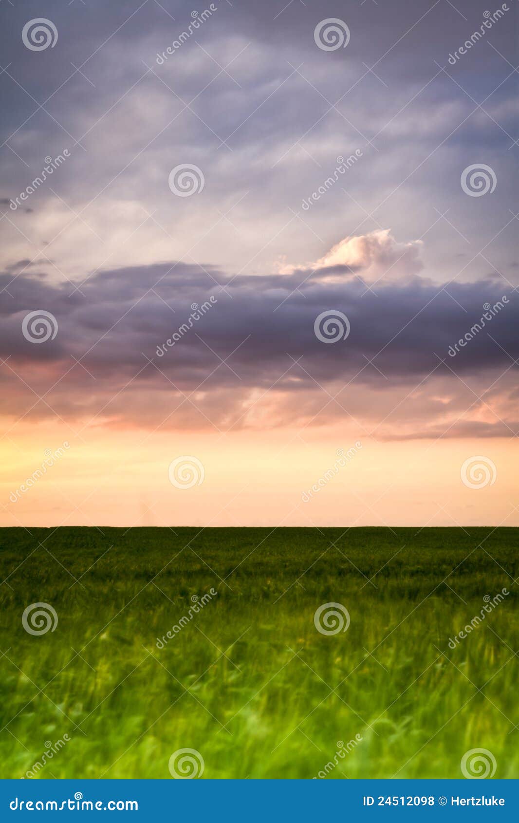 Evening Wheat Field stock photo. Image of agribusiness - 24512098