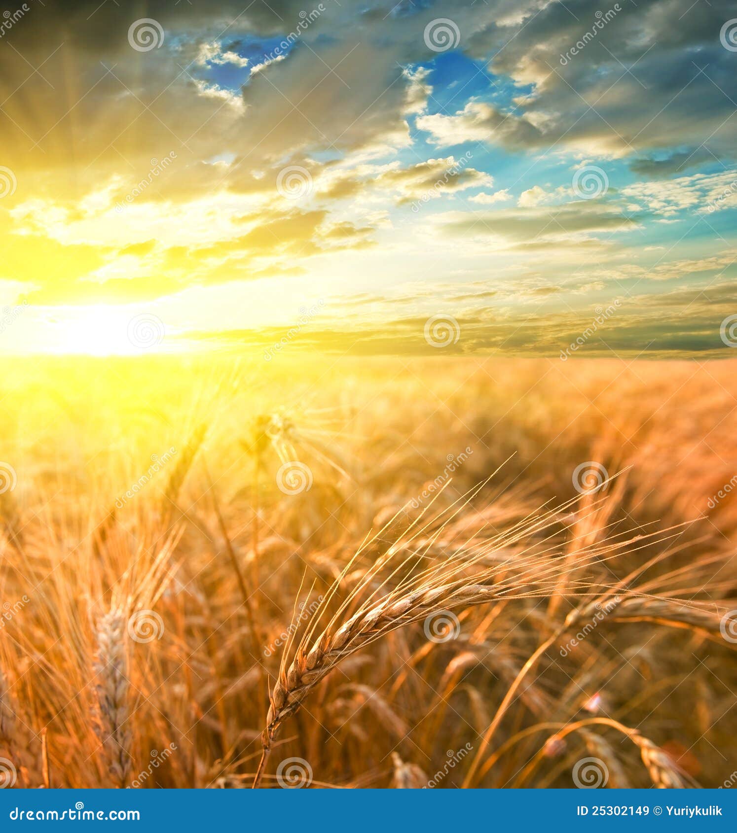 Evening wheat field stock image. Image of rural, abundance - 25302149