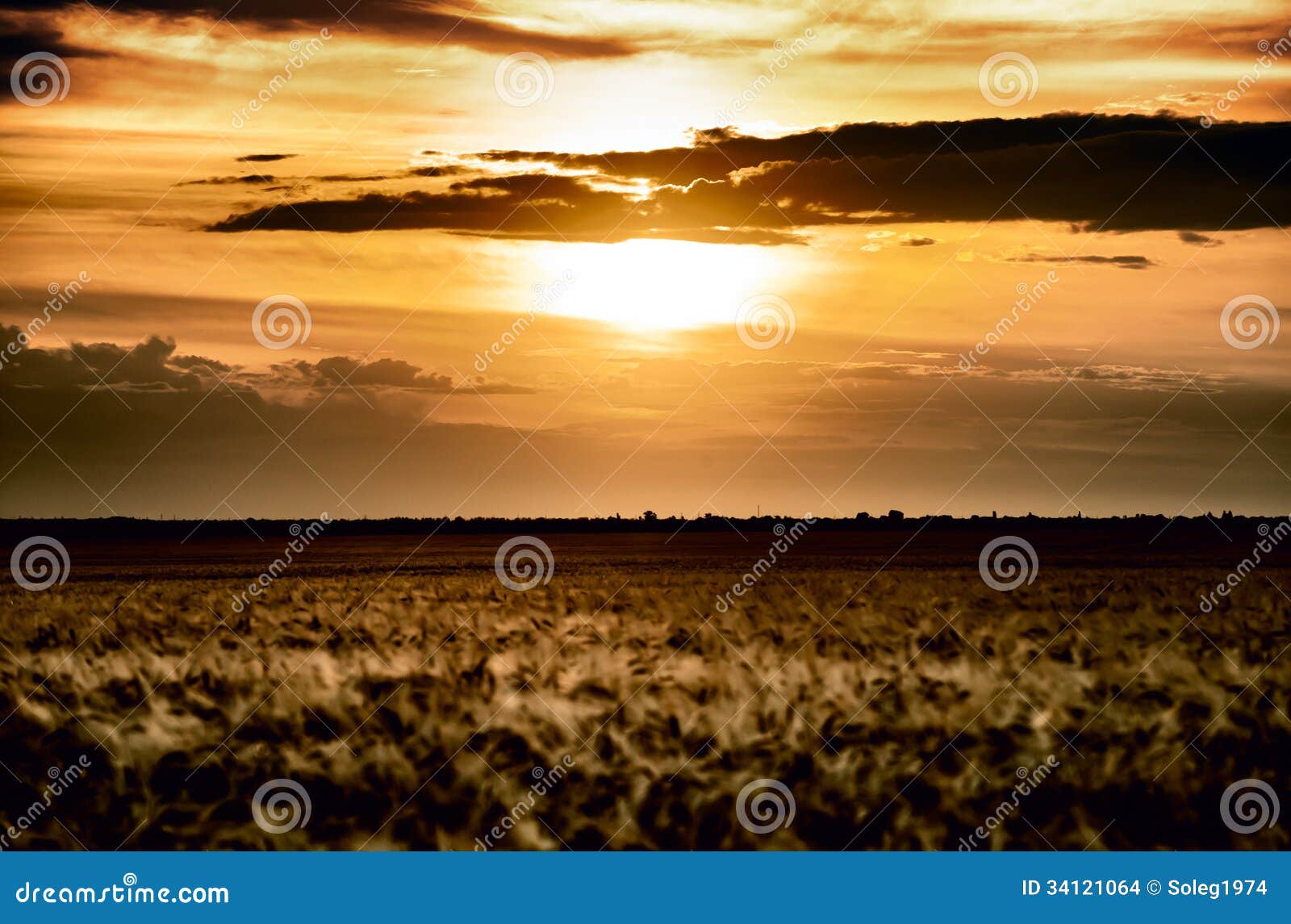 Evening Wheat Field. Summer Landscape Stock Photo - Image of harvest ...