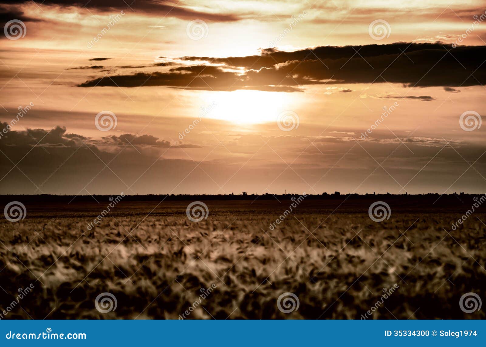 Evening Wheat Field. Summer Landscape Stock Photo - Image of evening ...
