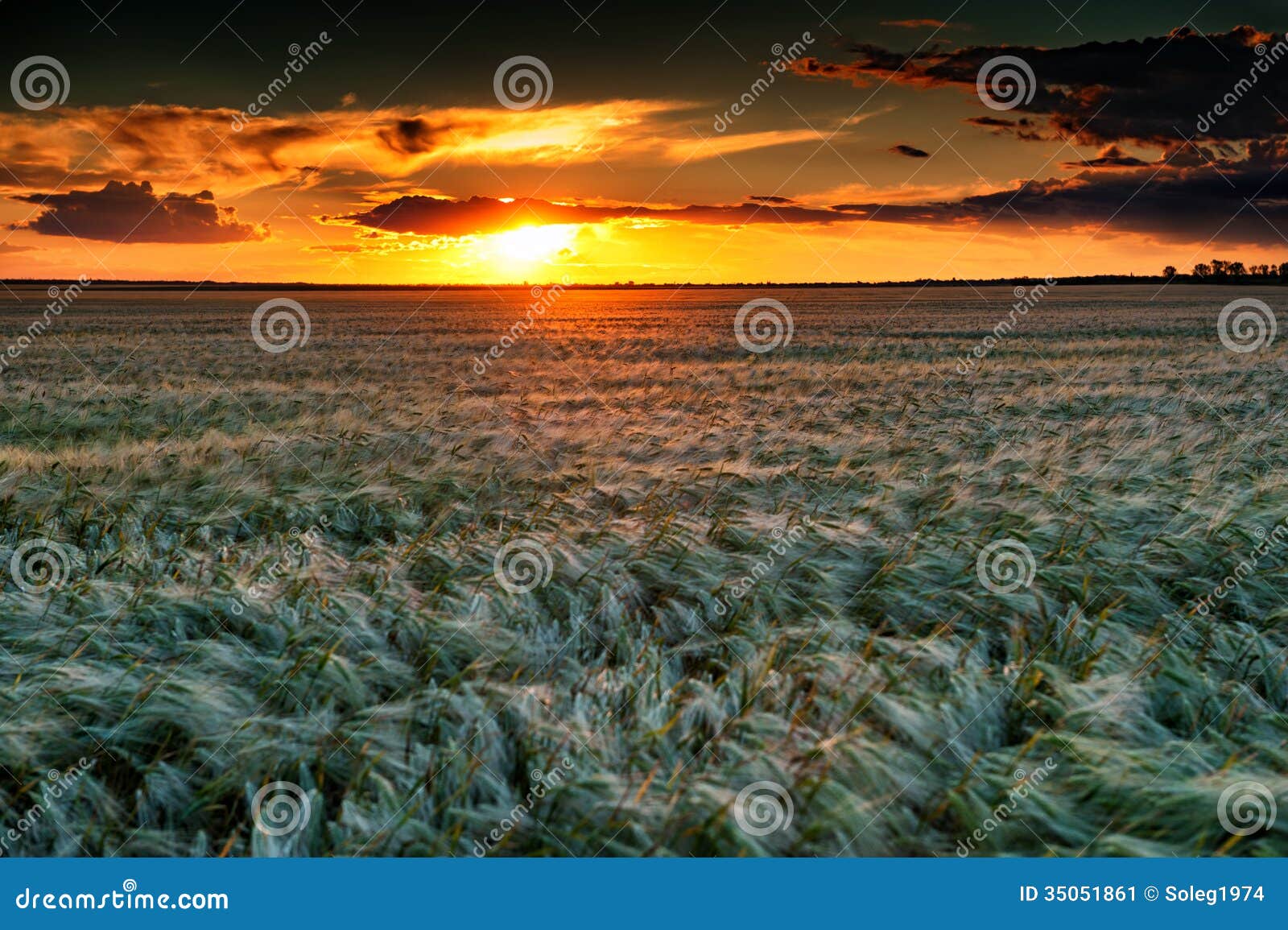 Evening Wheat Field. Summer Landscape Stock Image - Image of meadow ...