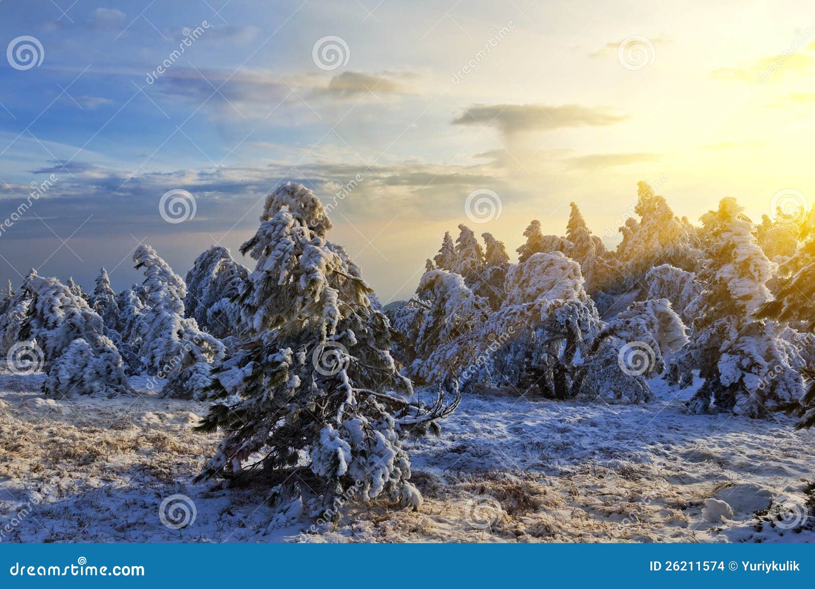 Evening winter forest stock photo. Image of magnificent - 26211574