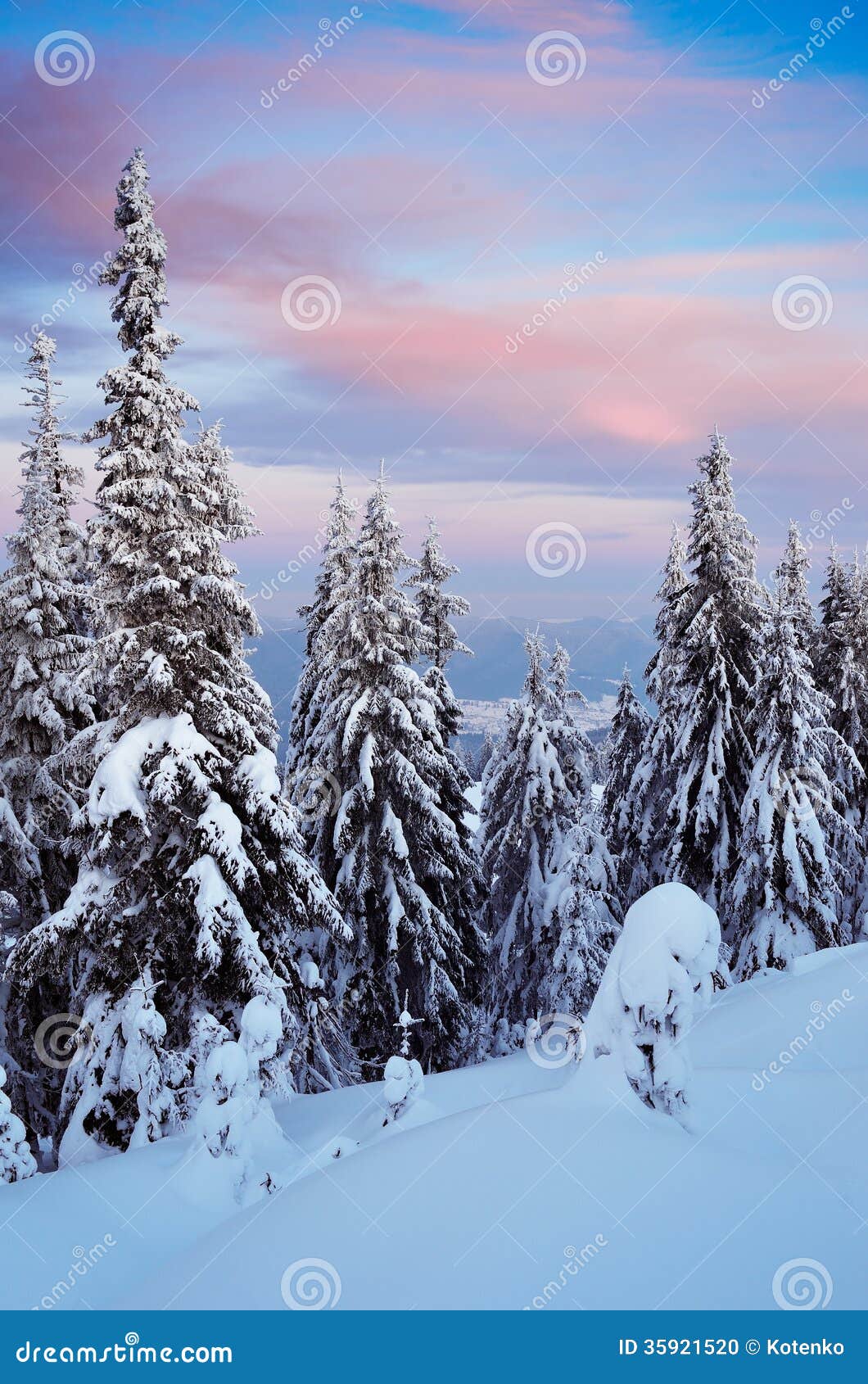 Evening in the Winter Forest Stock Photo - Image of cloud, evening ...