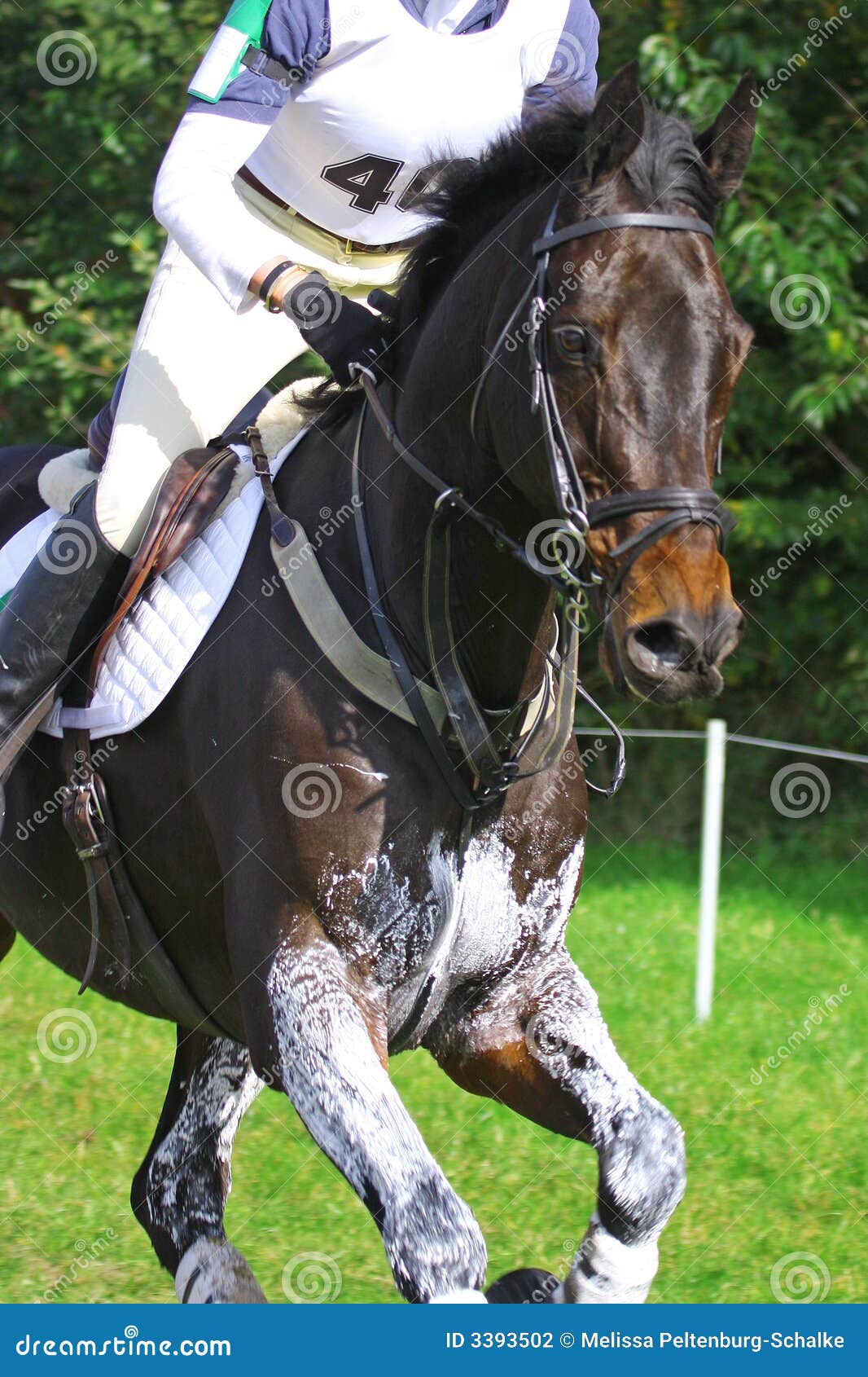 Eventing stock photo. Image of outdoors, equestrian, eventing - 3393502