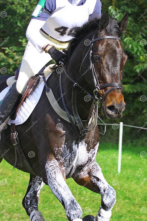Eventing stock photo. Image of outdoors, equestrian, eventing - 3393502