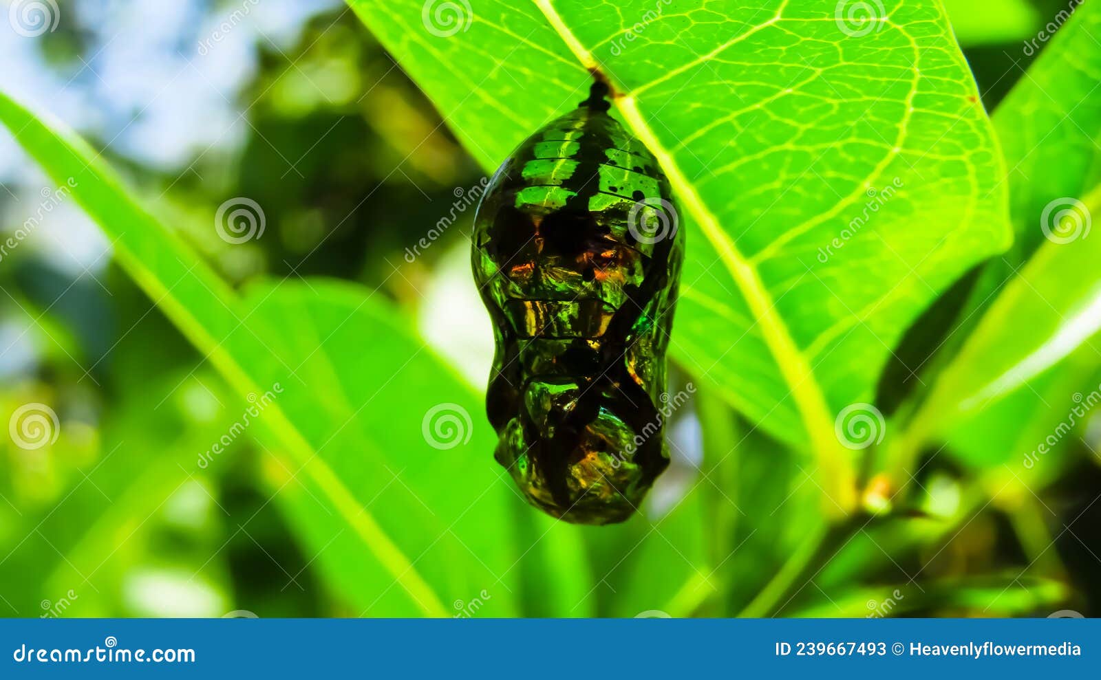 Ever Beautiful Caterpillar Cocoon Stock Image - Image of caterpillar ...
