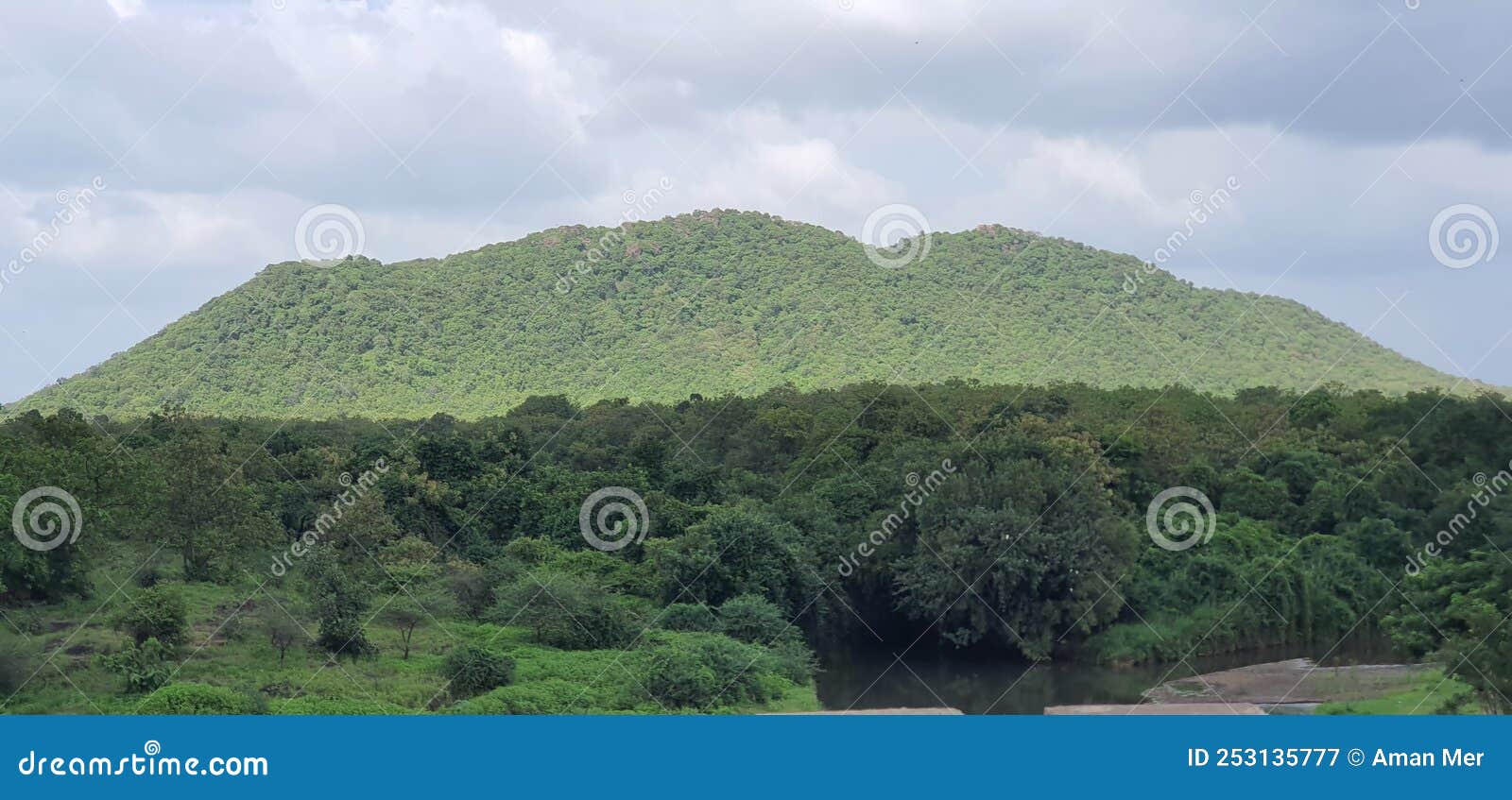 Ever Green Forest of Gujarat Stock Image - Image of green, environment ...