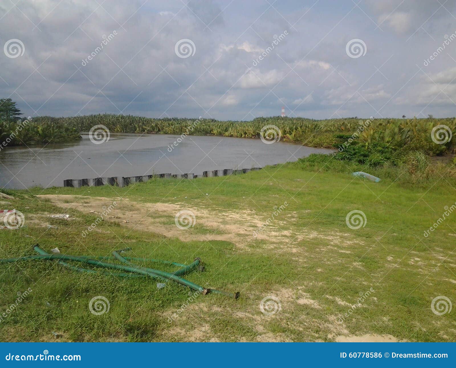 Ever green stock photo. Image of green, ecoregion, cloud - 60778586