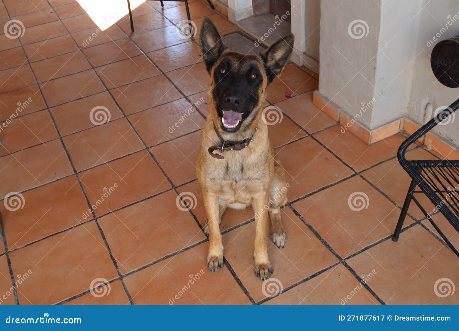 The Ever-smiling Belgian Malinois Stock Image - Image of malinois ...