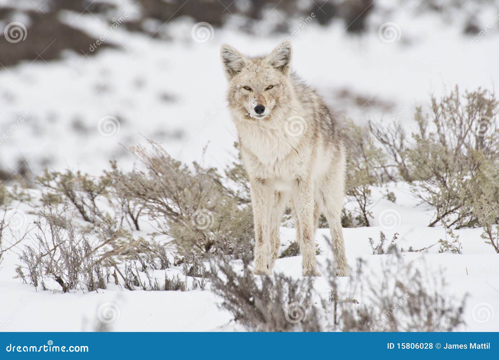 Ever Watchful stock photo. Image of furry, mammals, independent - 15806028