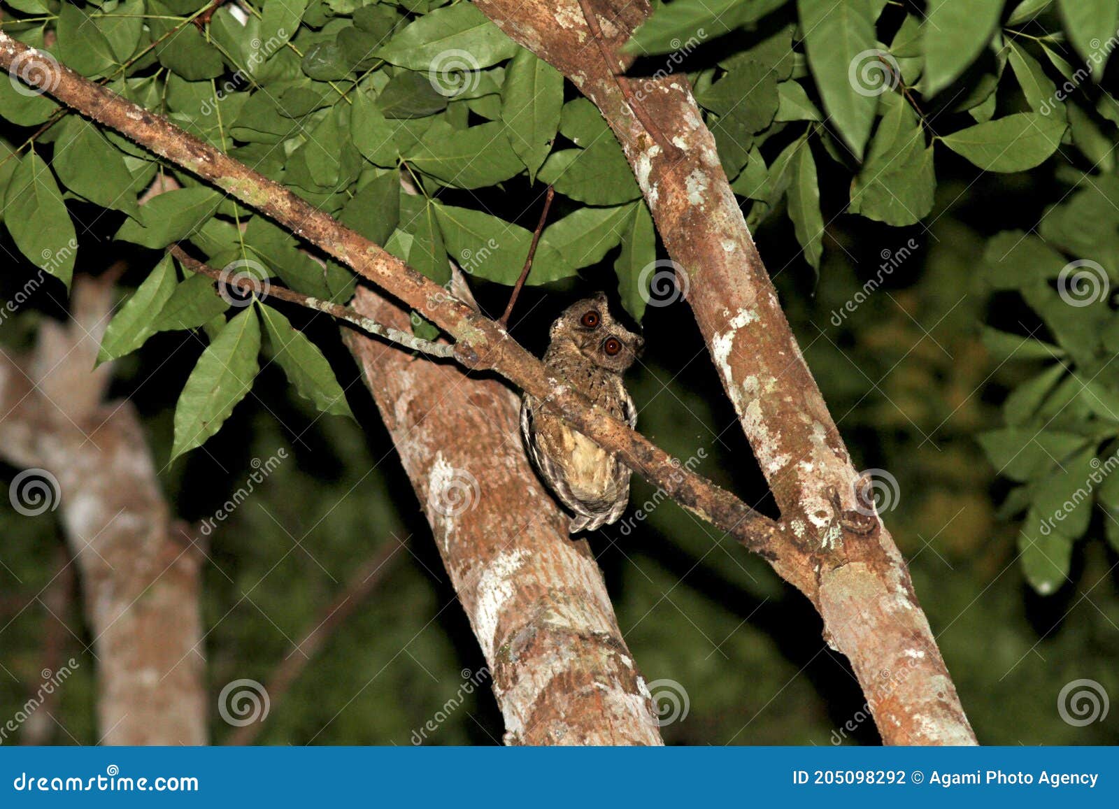 Everetts Dwergooruil, Everett S Scops-Owl, Otus Everetti Stock Photo ...