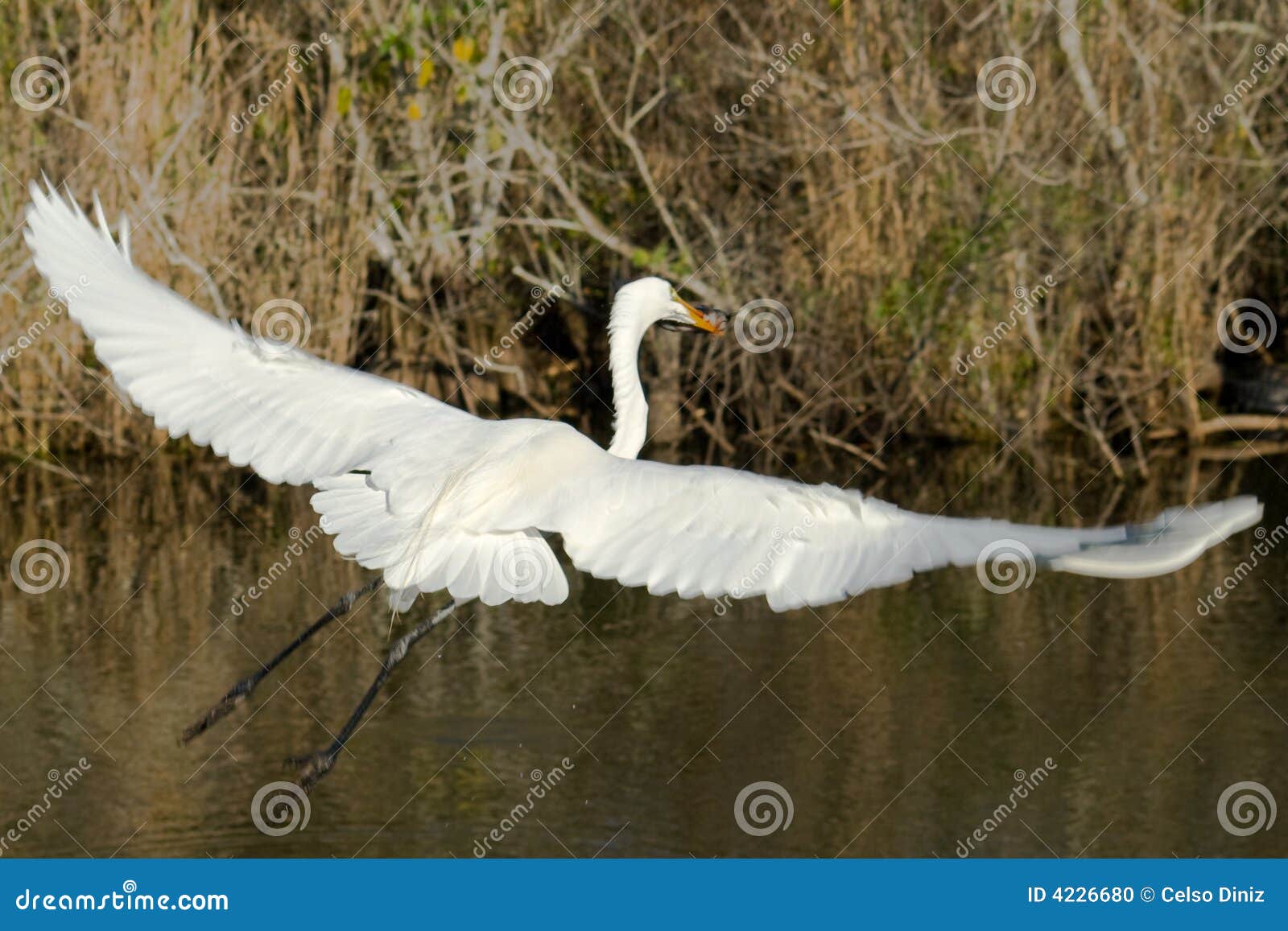 161 Bird Back View Spread Wings Photos - Free & Royalty-Free Stock ...