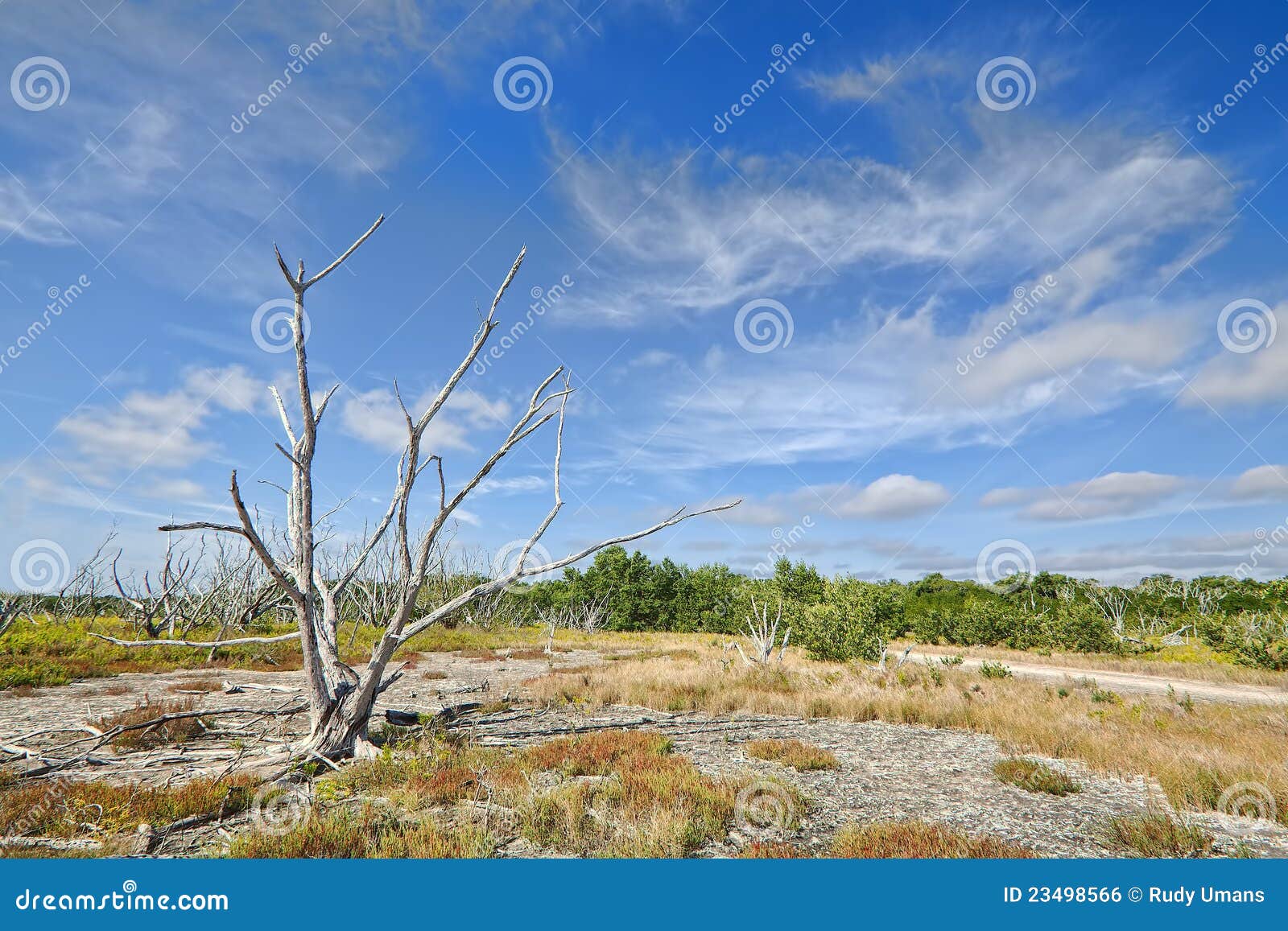 Everglades Coastal Prairies Stock Photo - Image of prairie, marl: 23498566