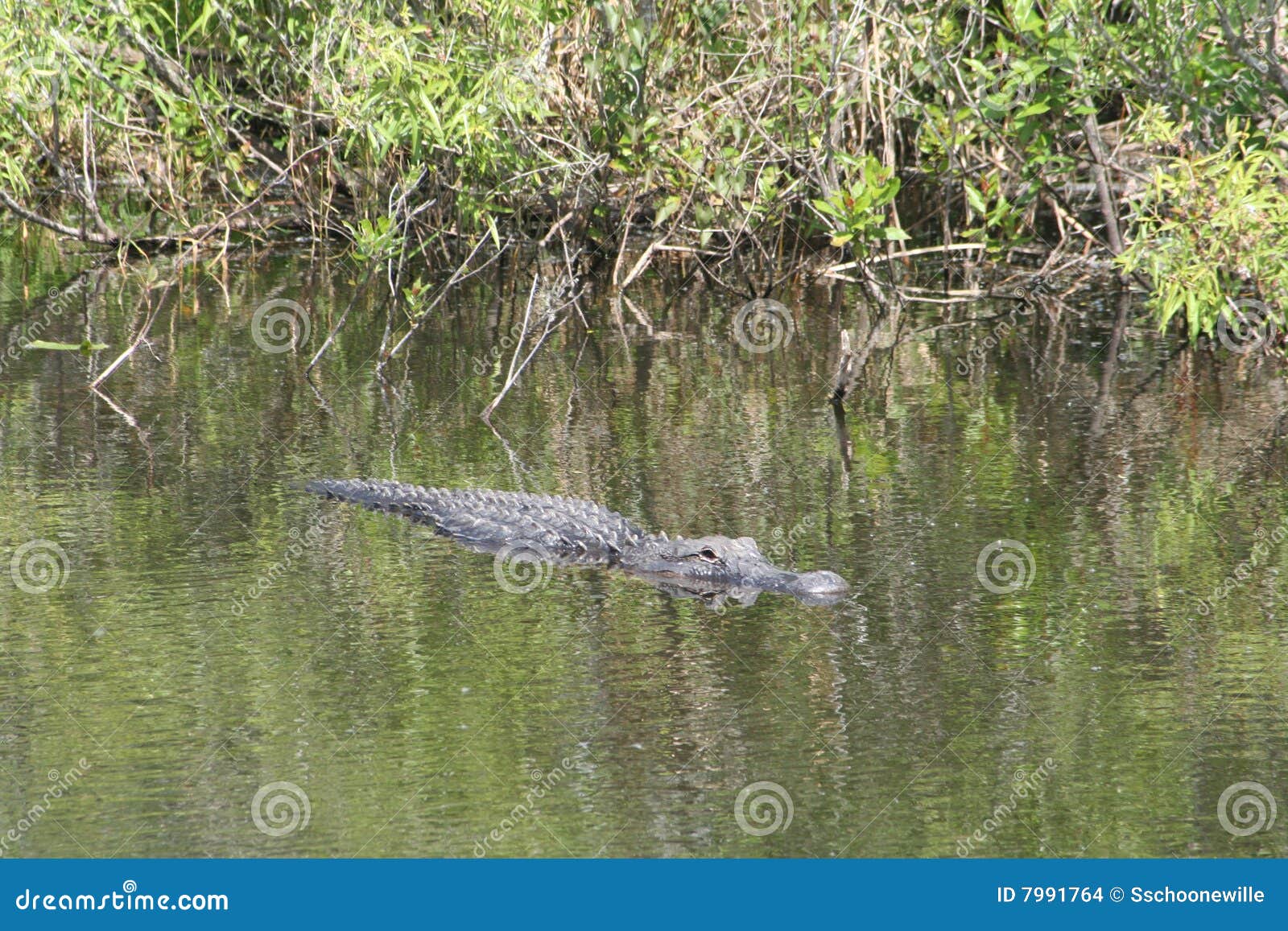 Everglades Crocodile stock photo. Image of crocodile, steps - 7991764