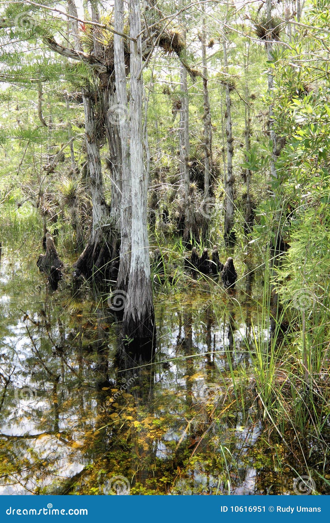 Everglades Cypress Landscape 1 Stock Image - Image of reflection, dwarf ...