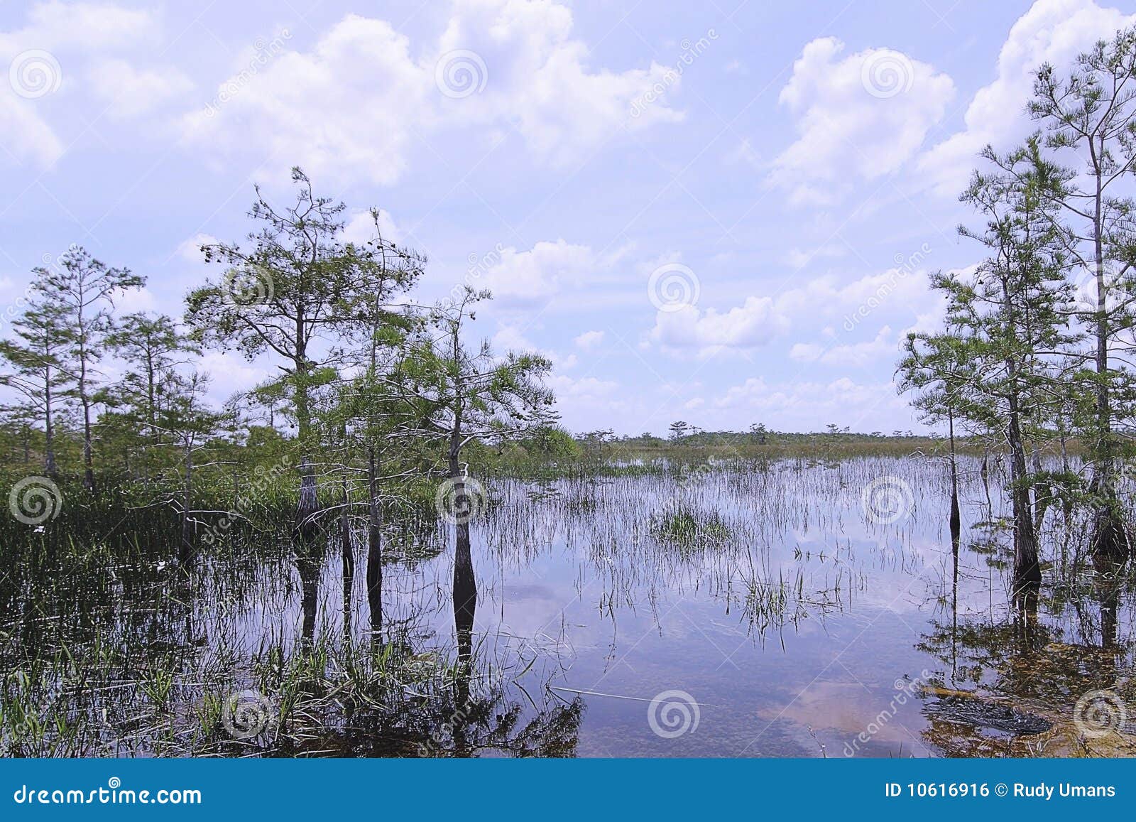 Everglades Cypress Landscape Stock Photo - Image of magical, outdoor ...