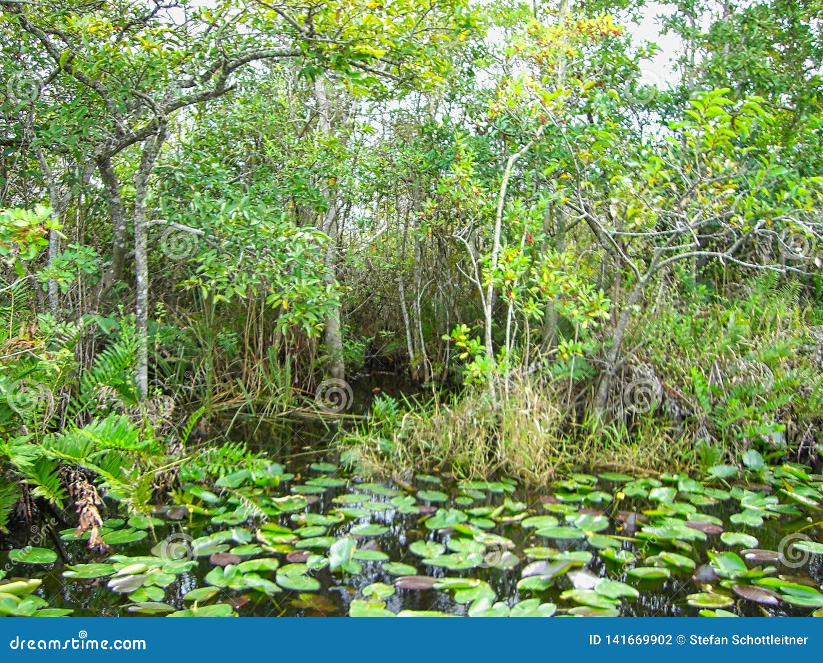 The everglades in florida stock photo. Image of horizontal - 141669902