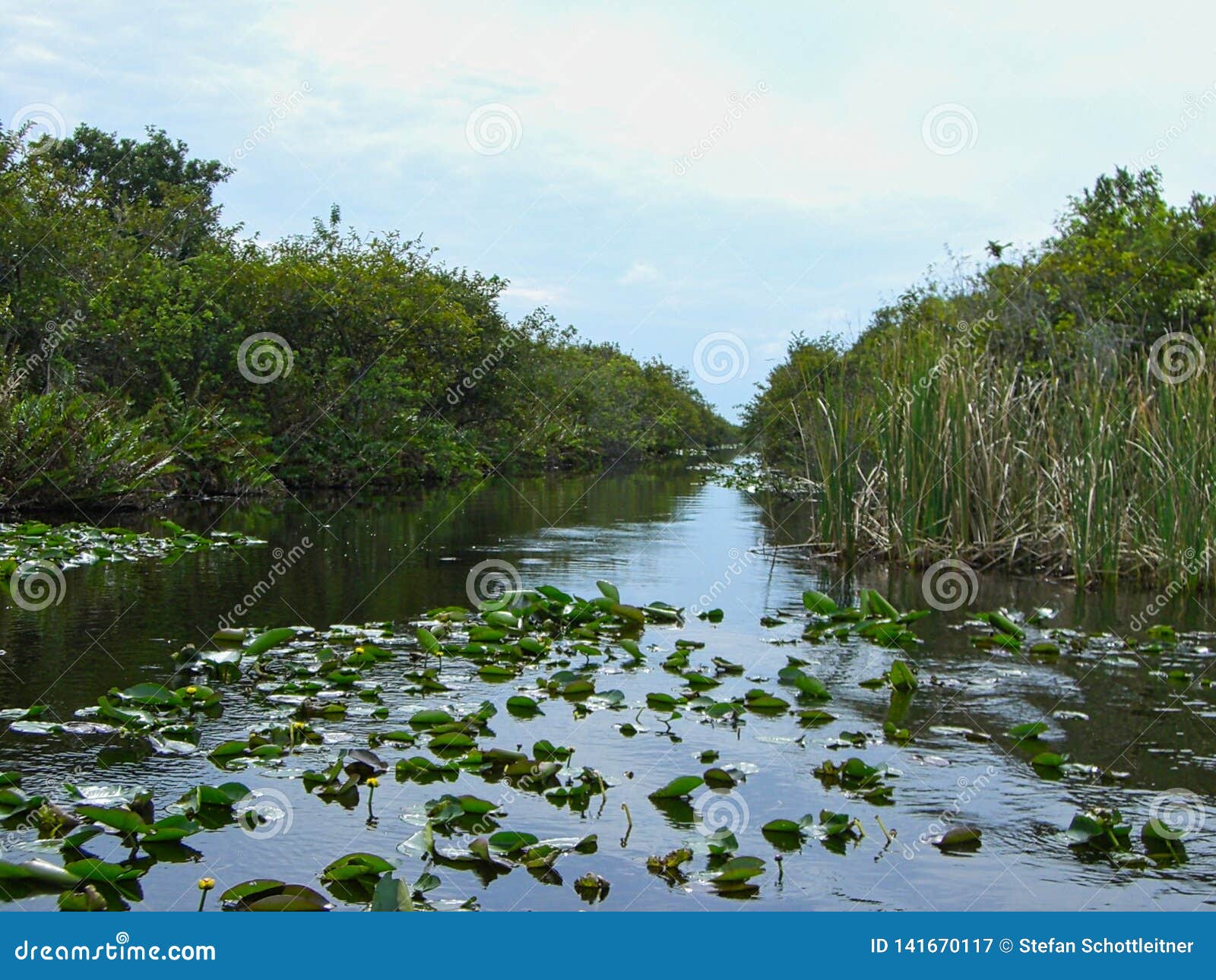 The everglades in florida stock image. Image of beach - 141670117