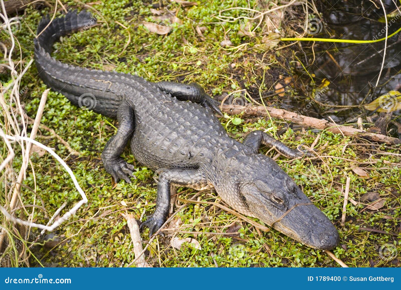 Everglades Gator stock photo. Image of reptiles, nature - 1789400