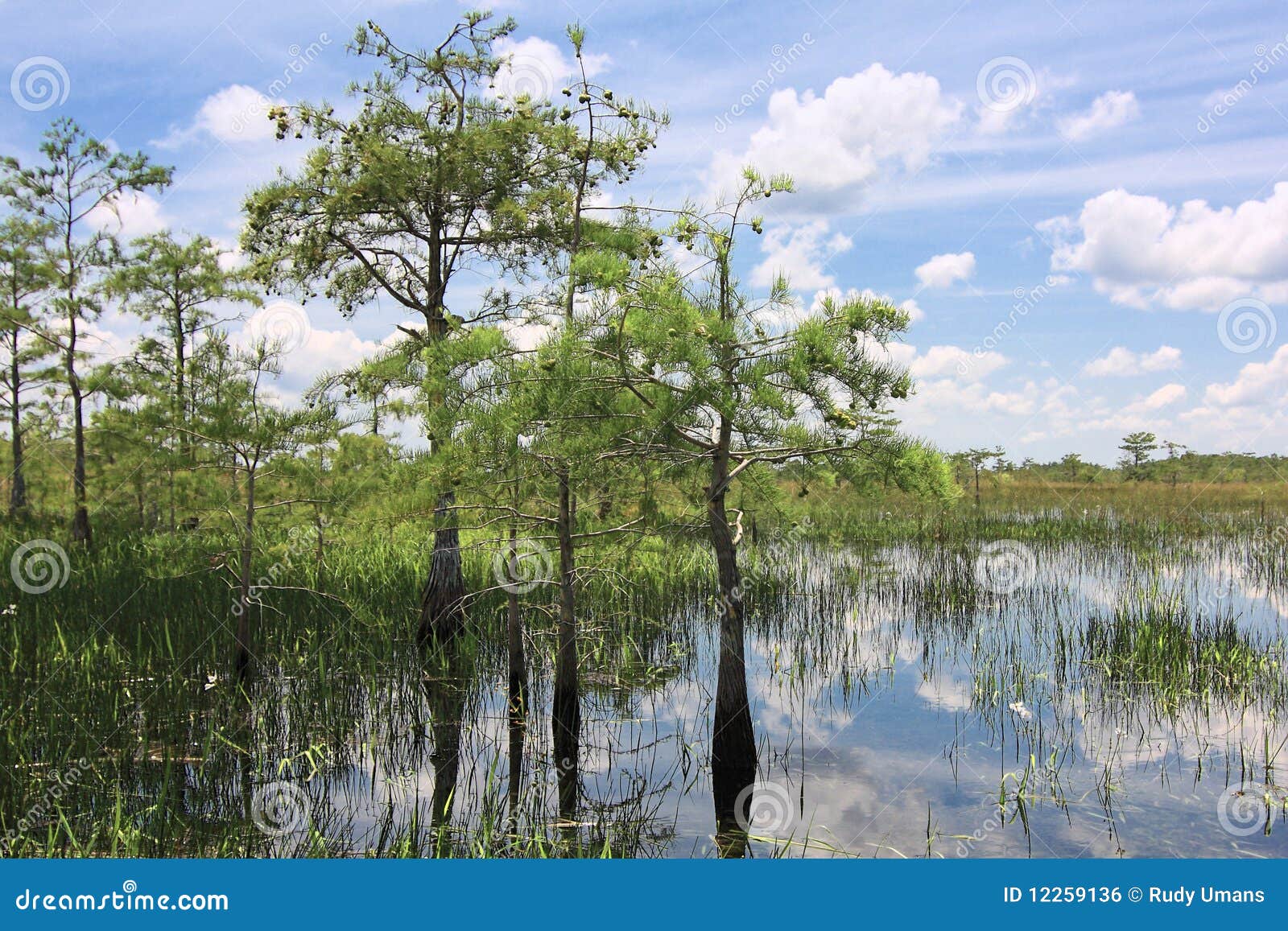 Everglades Landscape 8 stock photo. Image of swamp, sawgrass - 12259136