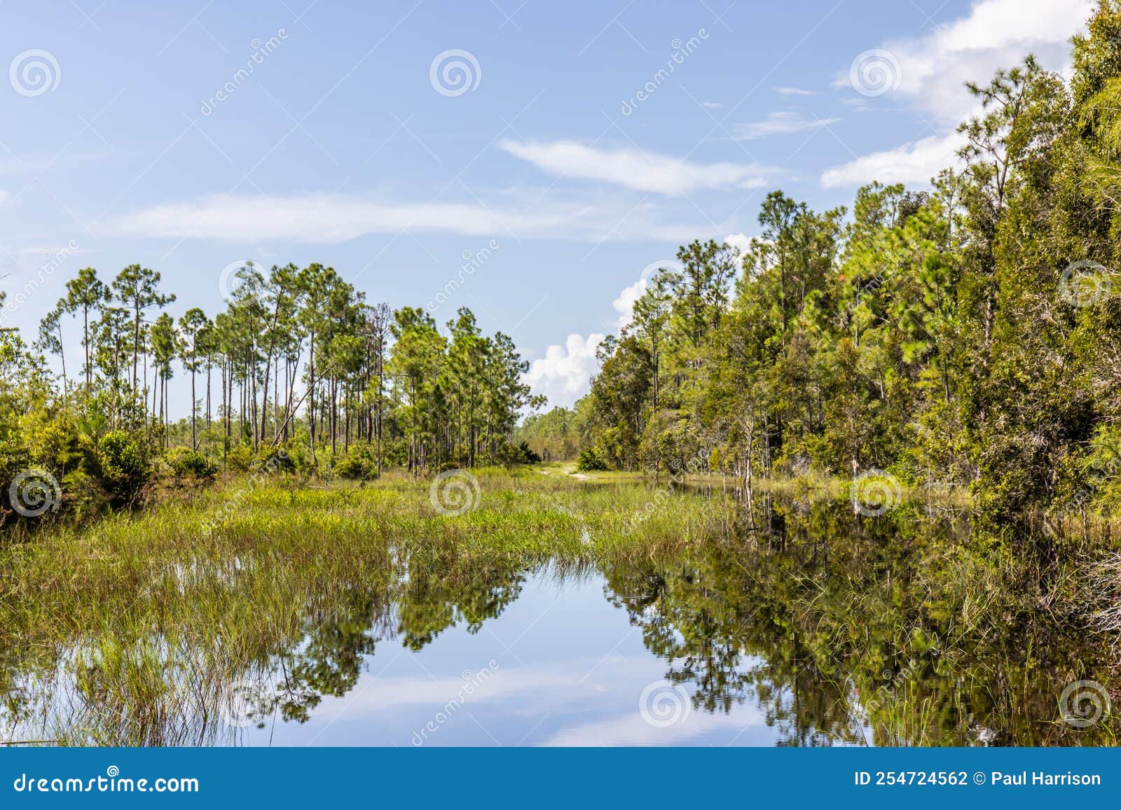 The Everglades Landscape with Trees and Water Stock Photo - Image of ...