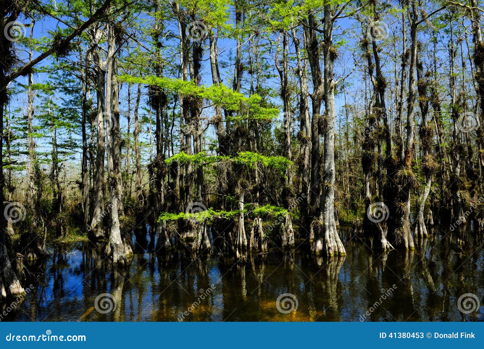 Everglades National Park stock image. Image of tropical - 41380453
