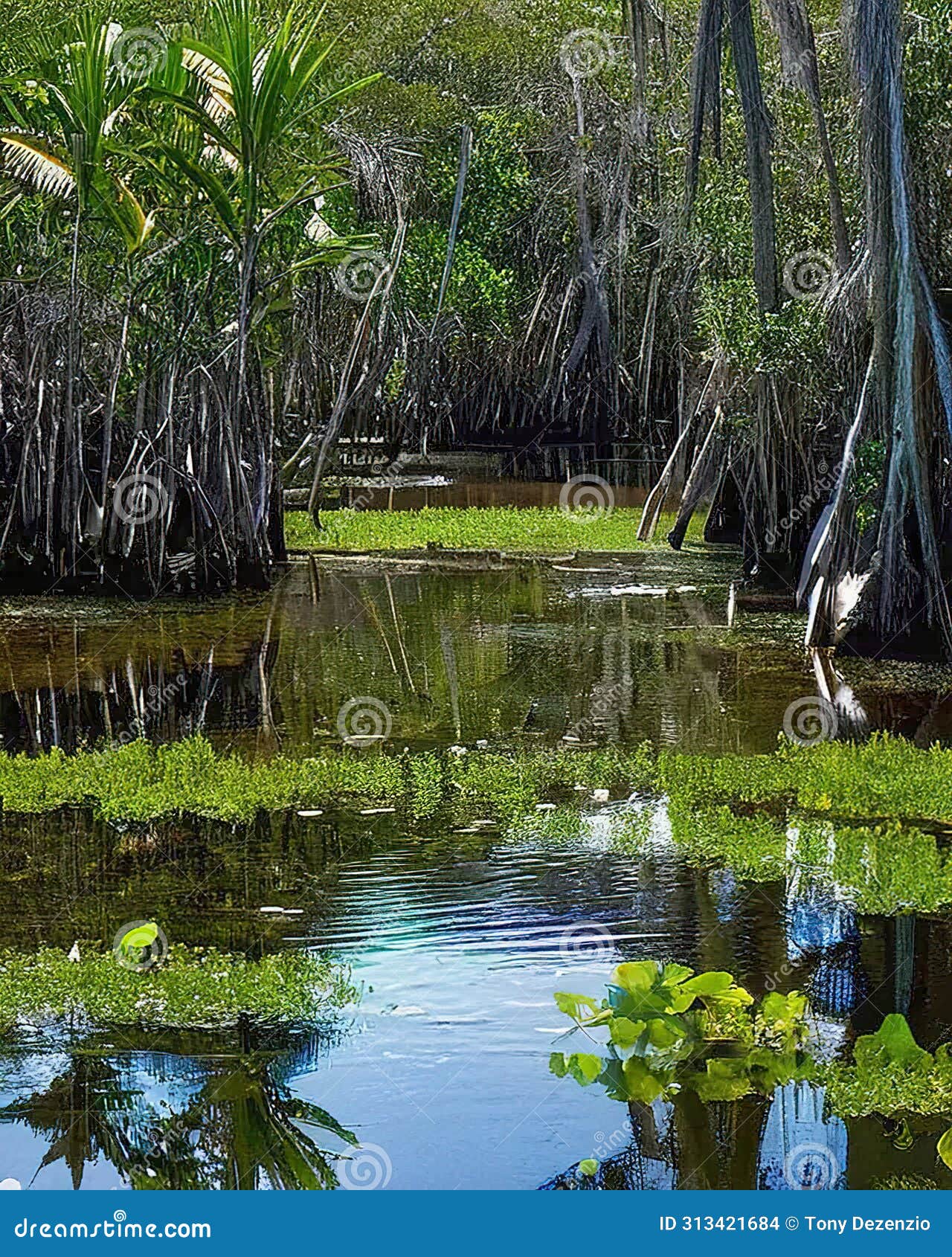 Everglades National Park stock photo. Image of climate - 313421684