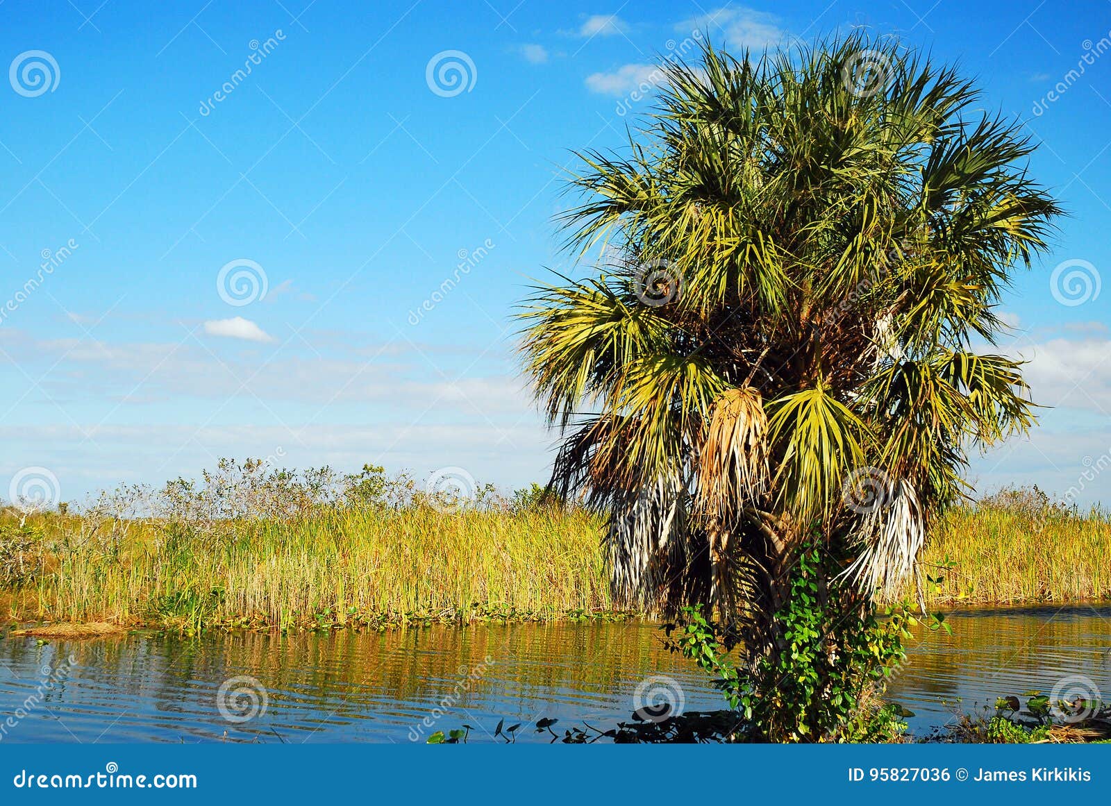 Everglades palm tree stock photo. Image of america, icon - 95827036