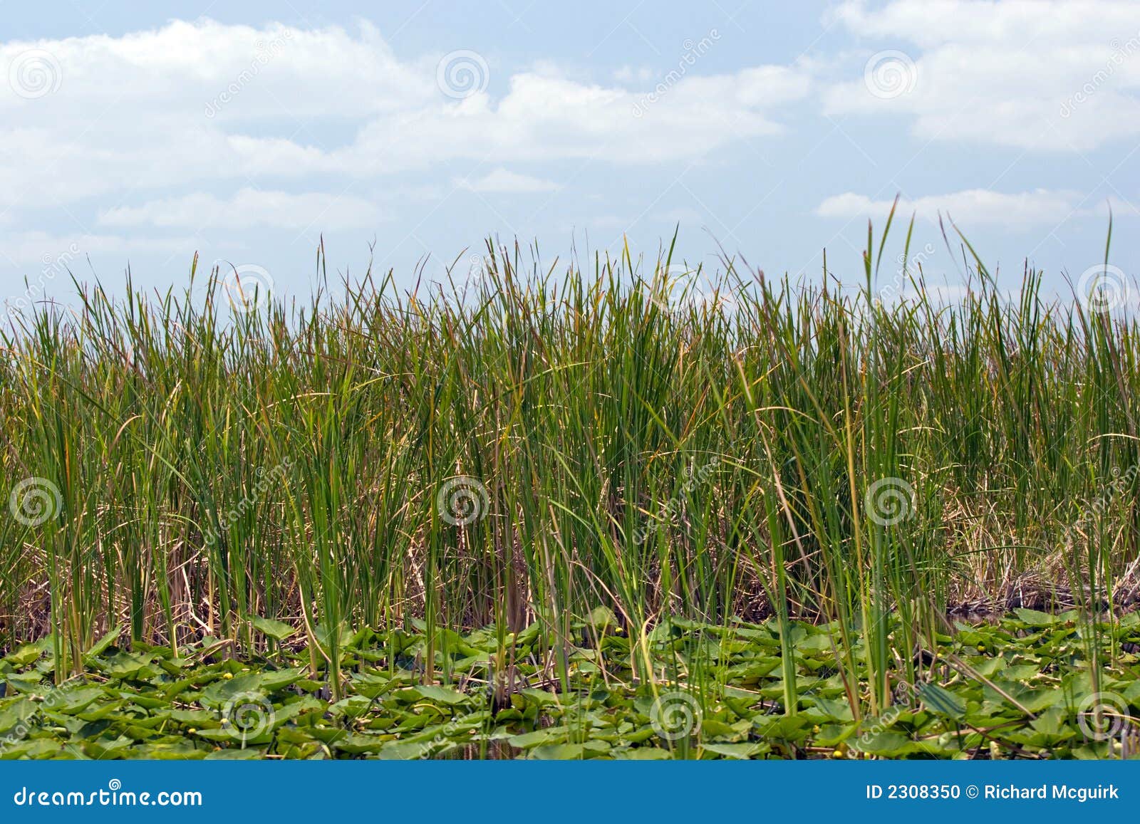 Everglades Reeds stock photo. Image of green, horizontal - 2308350